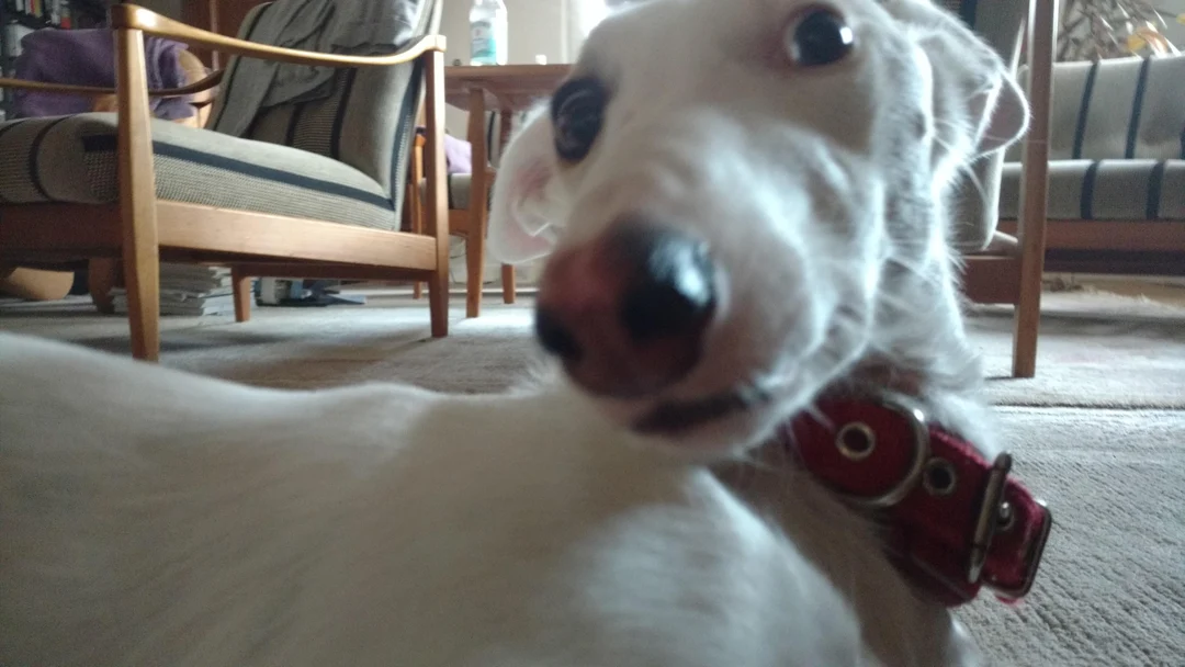 Hamster of Doom - Speedy edition | Scrolller