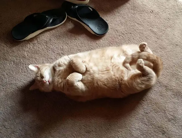 Discover more like Catloaf: Beautifully executed inverse loaf and Related Content | Scrolller