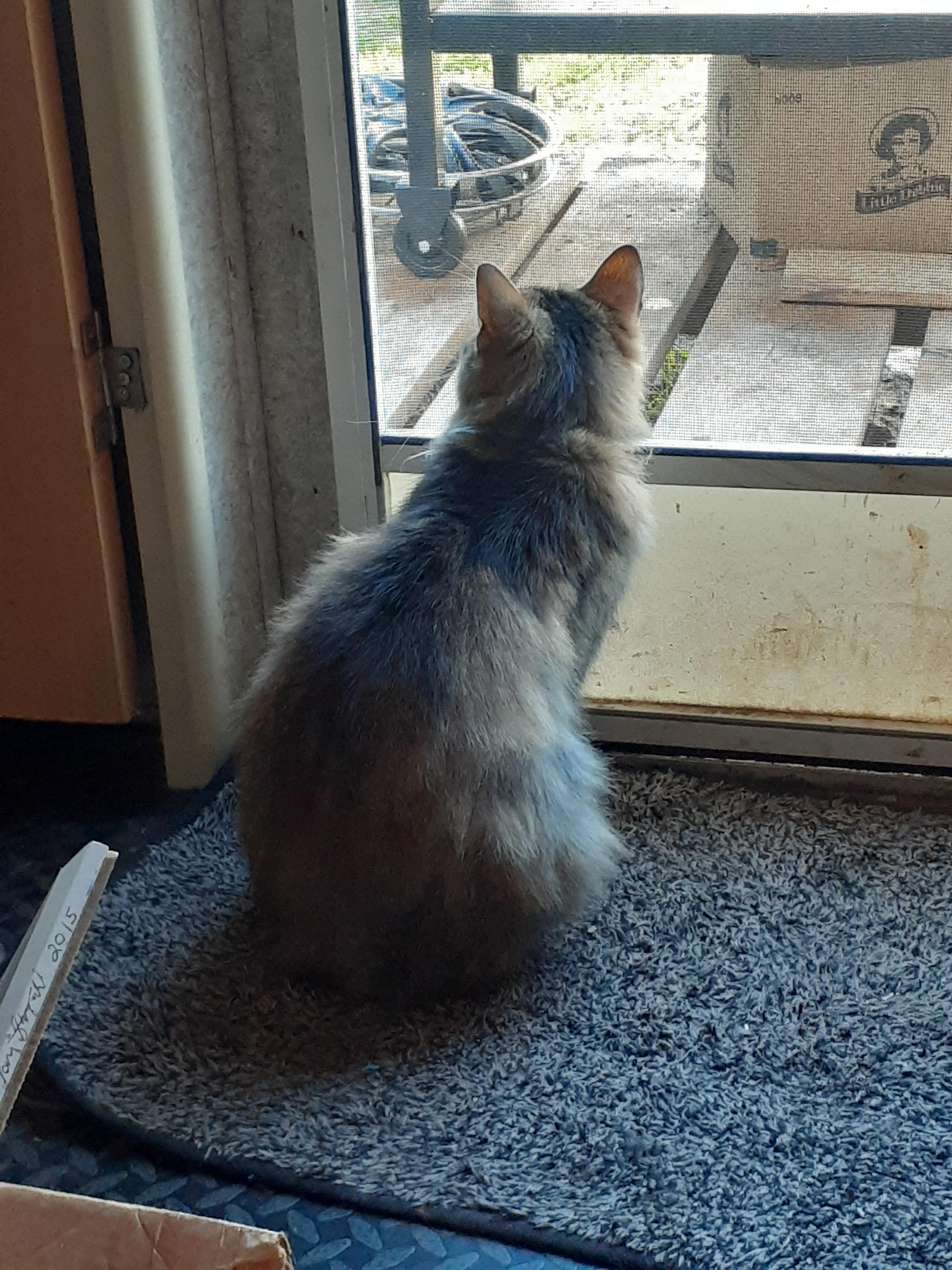 Mr.wiggles see some and is zoned out | Scrolller