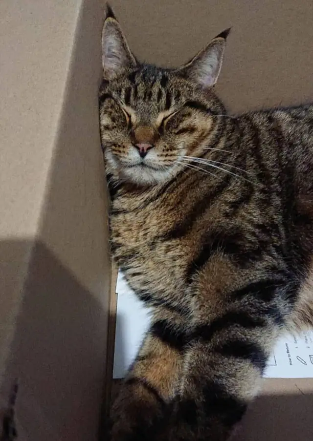 my cat, Jeremy, squished | Scrolller