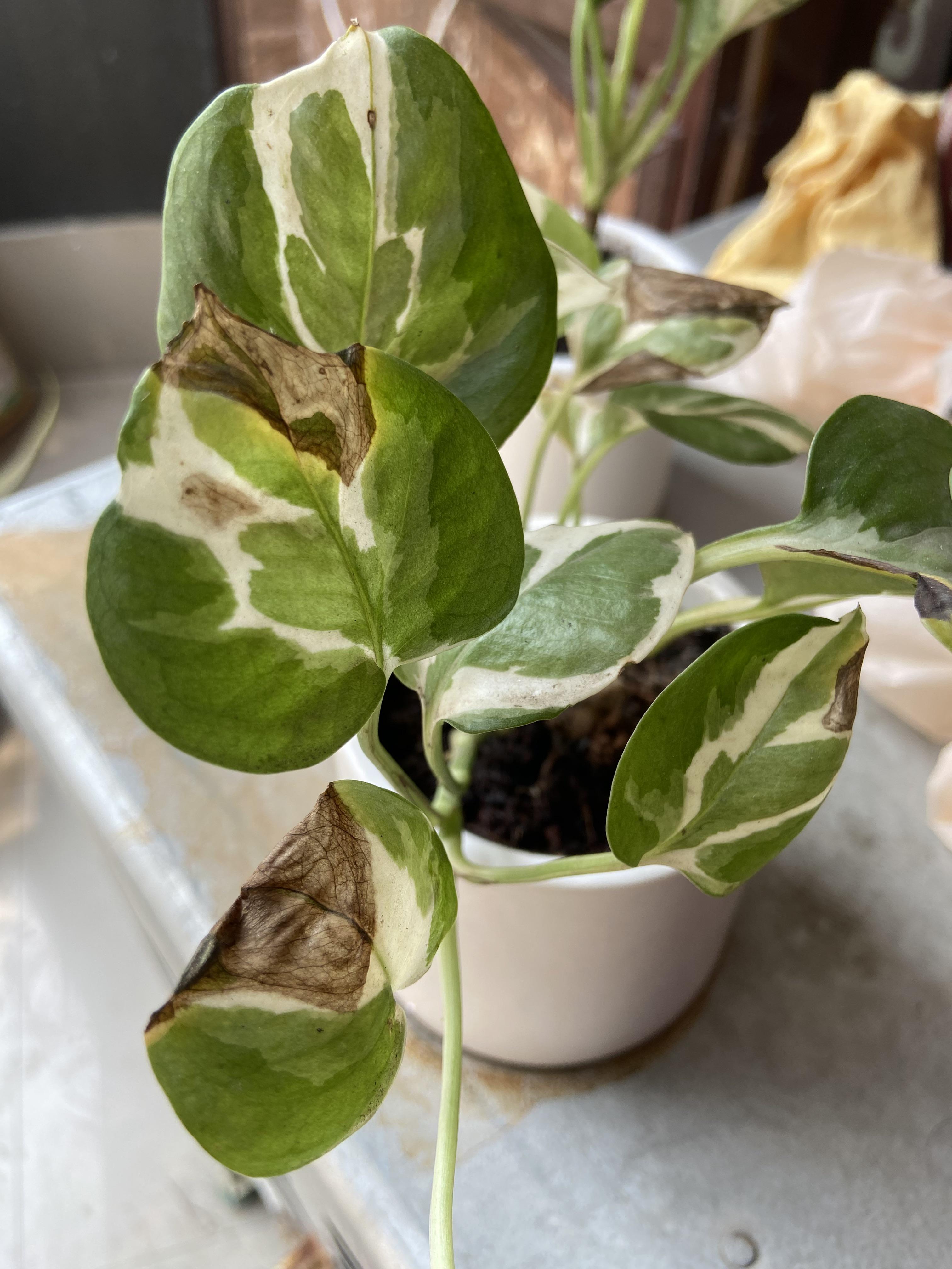 What’s causing the spots.? | Scrolller