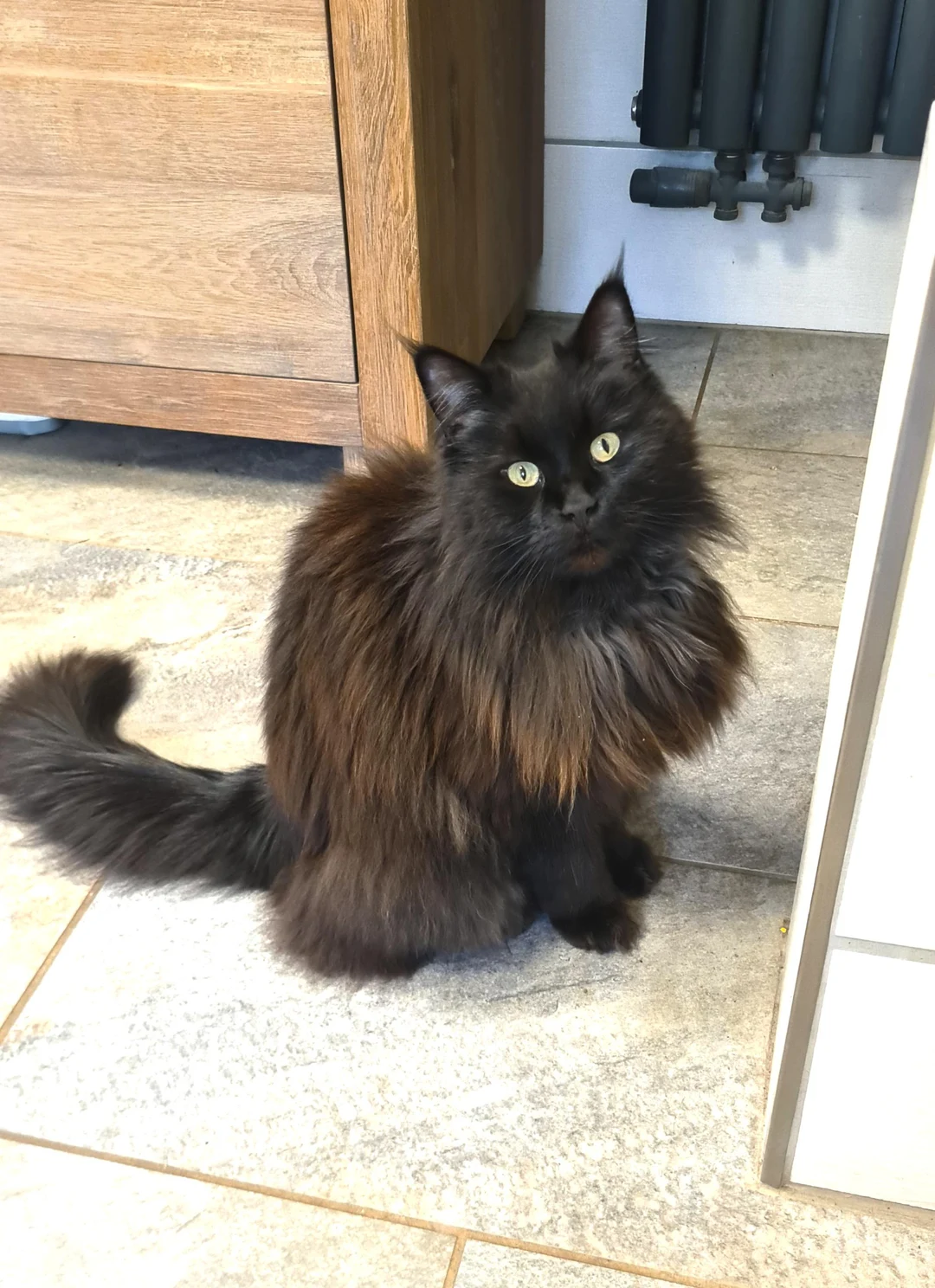 My floofy babygirl Alice 🖤 | Scrolller