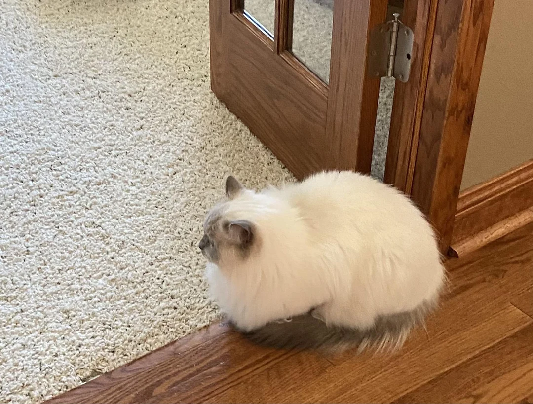 Fluffy Loaf | Scrolller