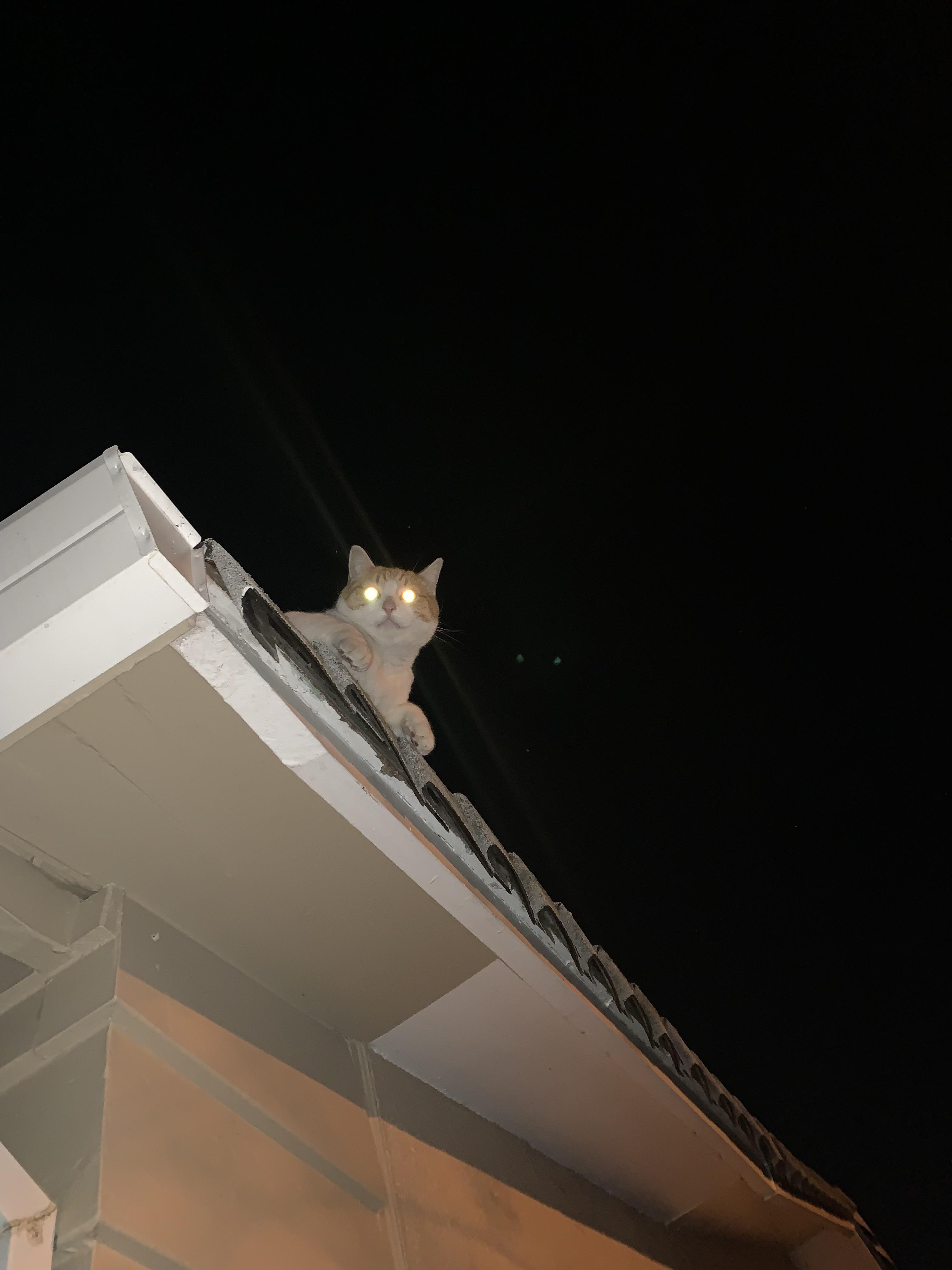 Guard cat on dury | Scrolller