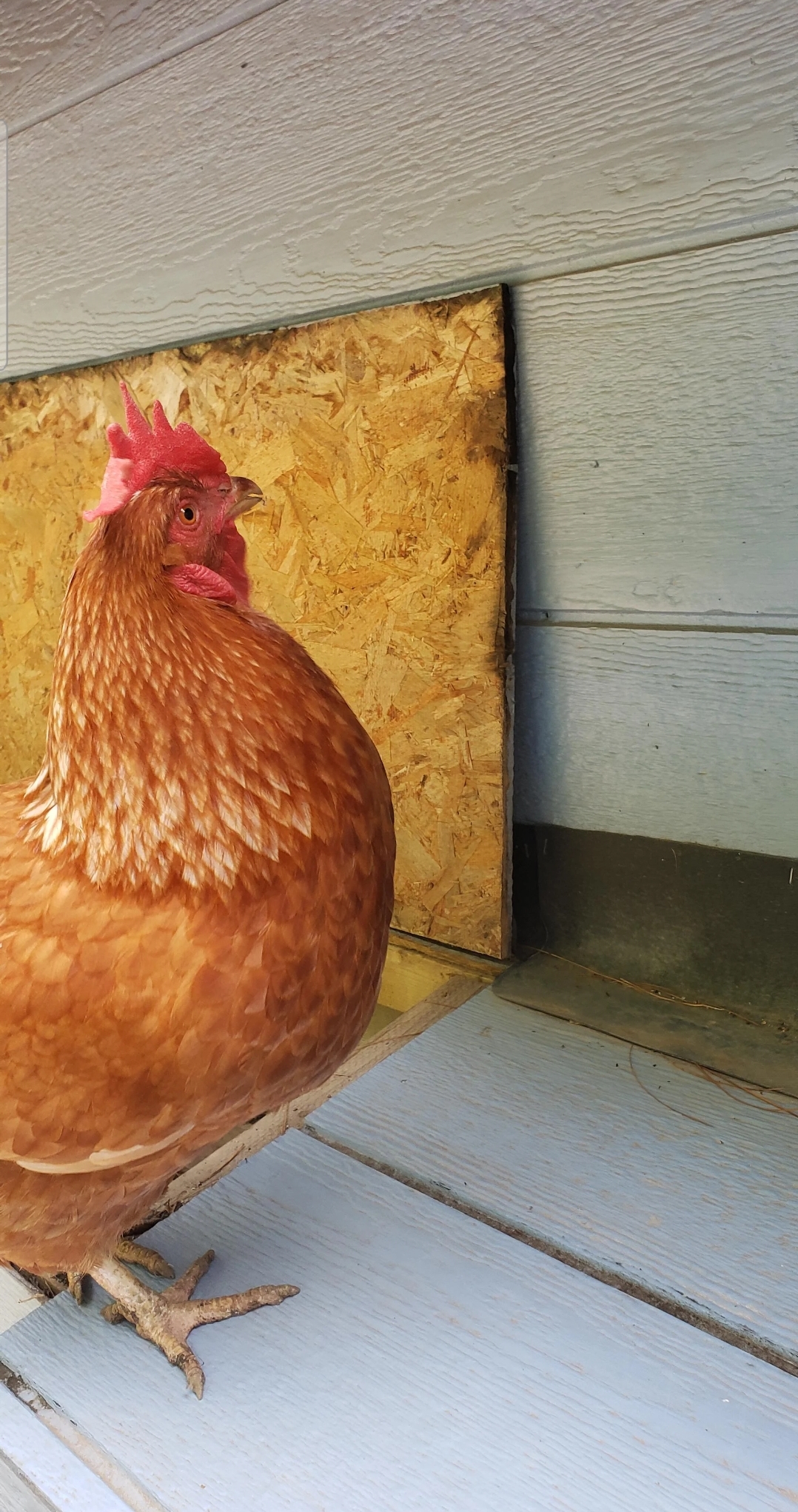 Are chickens allowed here? | Scrolller