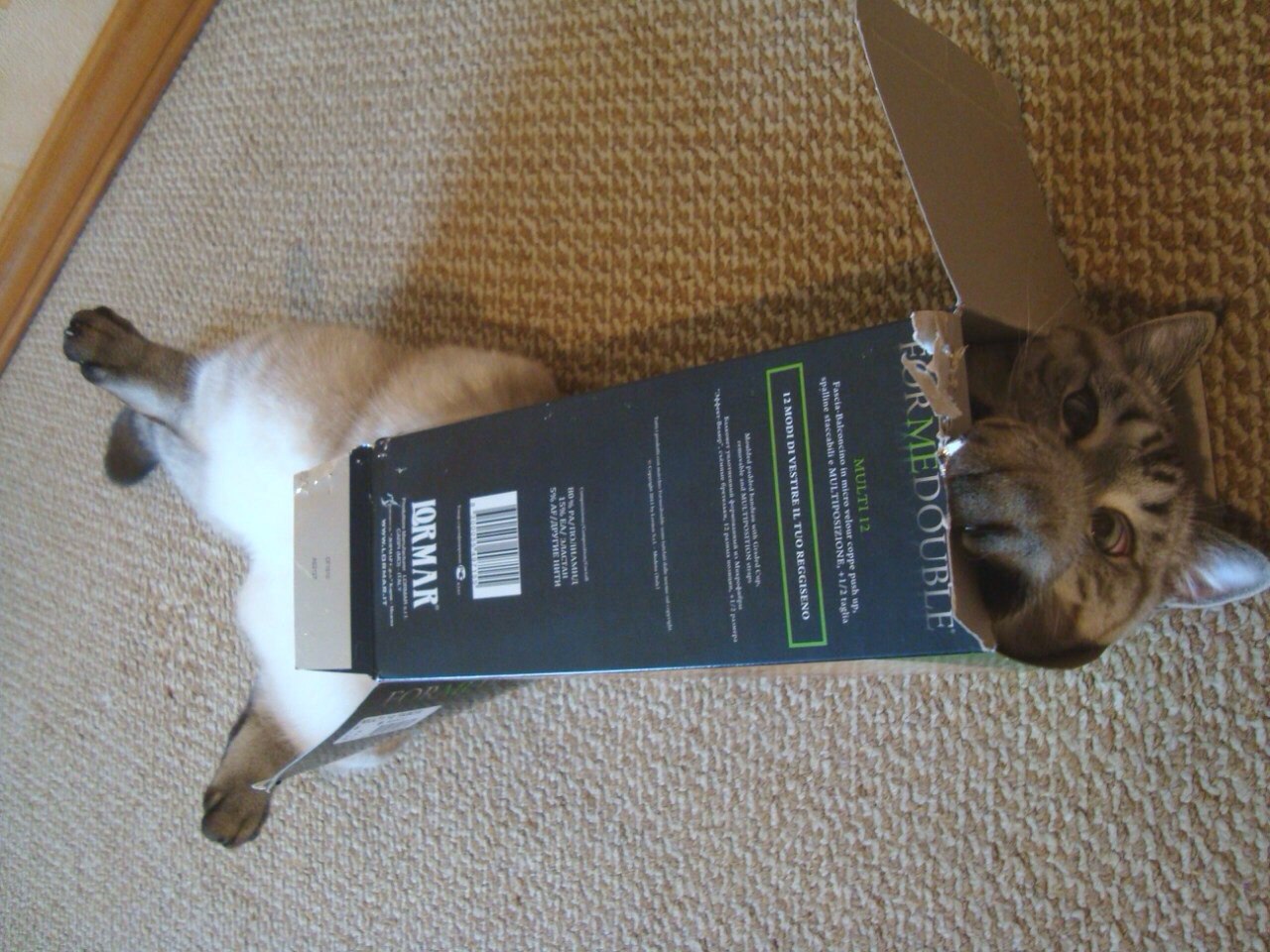 (OC) We play hide and seek with the Lyon | Scrolller