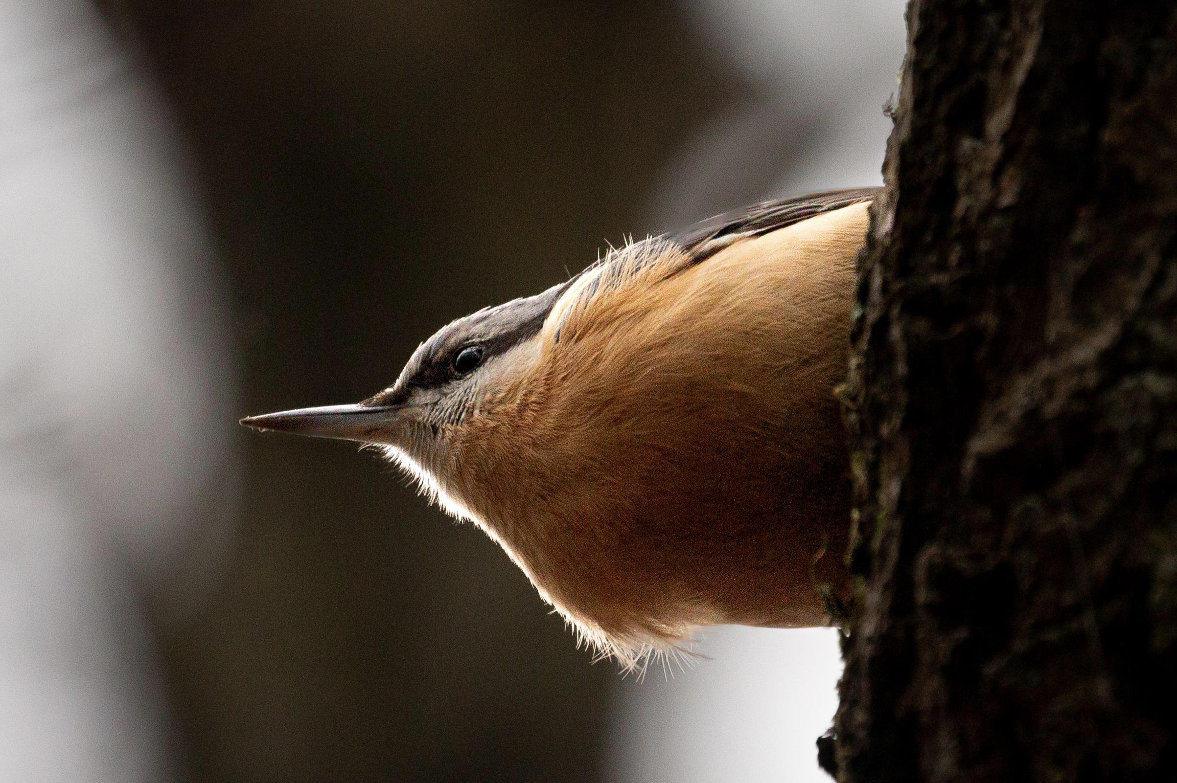 Eurasian Nuthatch - The Netherlands | Scrolller