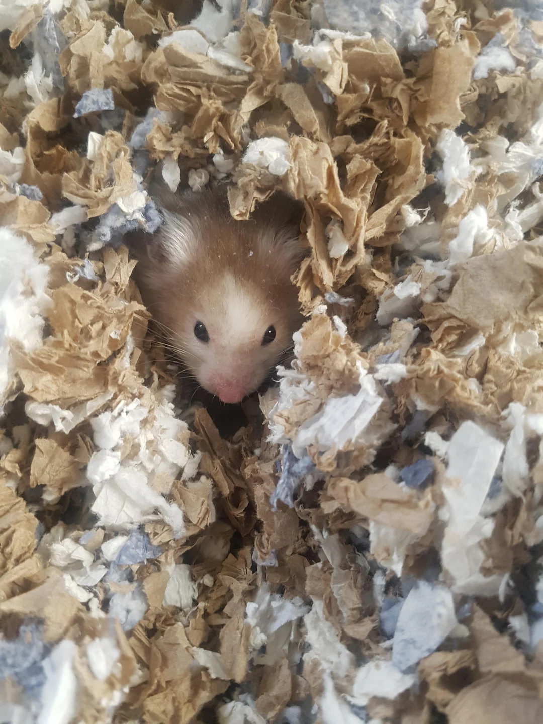 What is Chopin plotting? | Scrolller