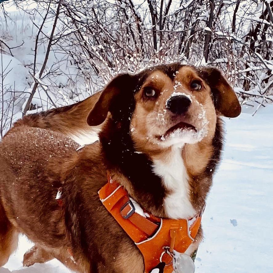 Powder Hound [OC] | Scrolller