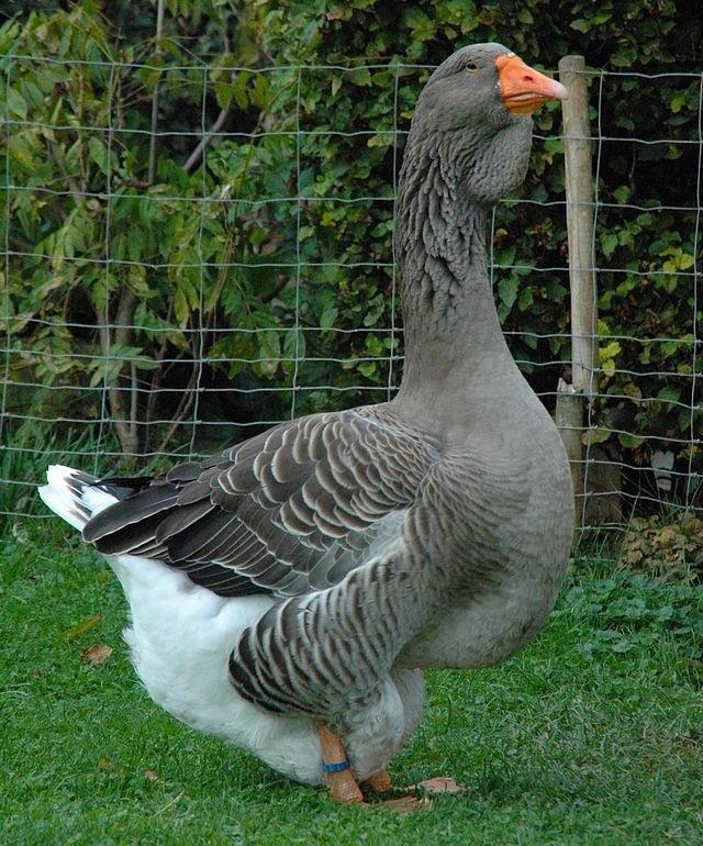 This Cute Grey Goose 🖤🤍🤎🧡💚💙 | Scrolller