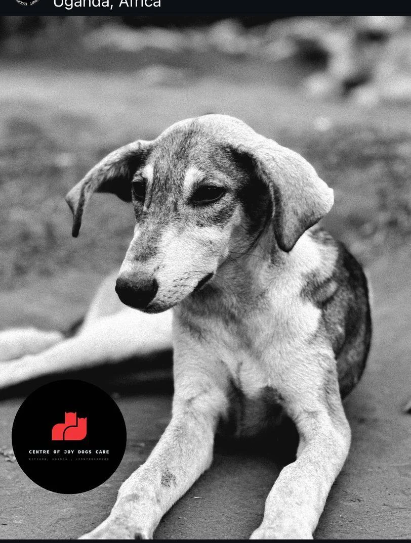 Sweet floppy ear doggo | Scrolller