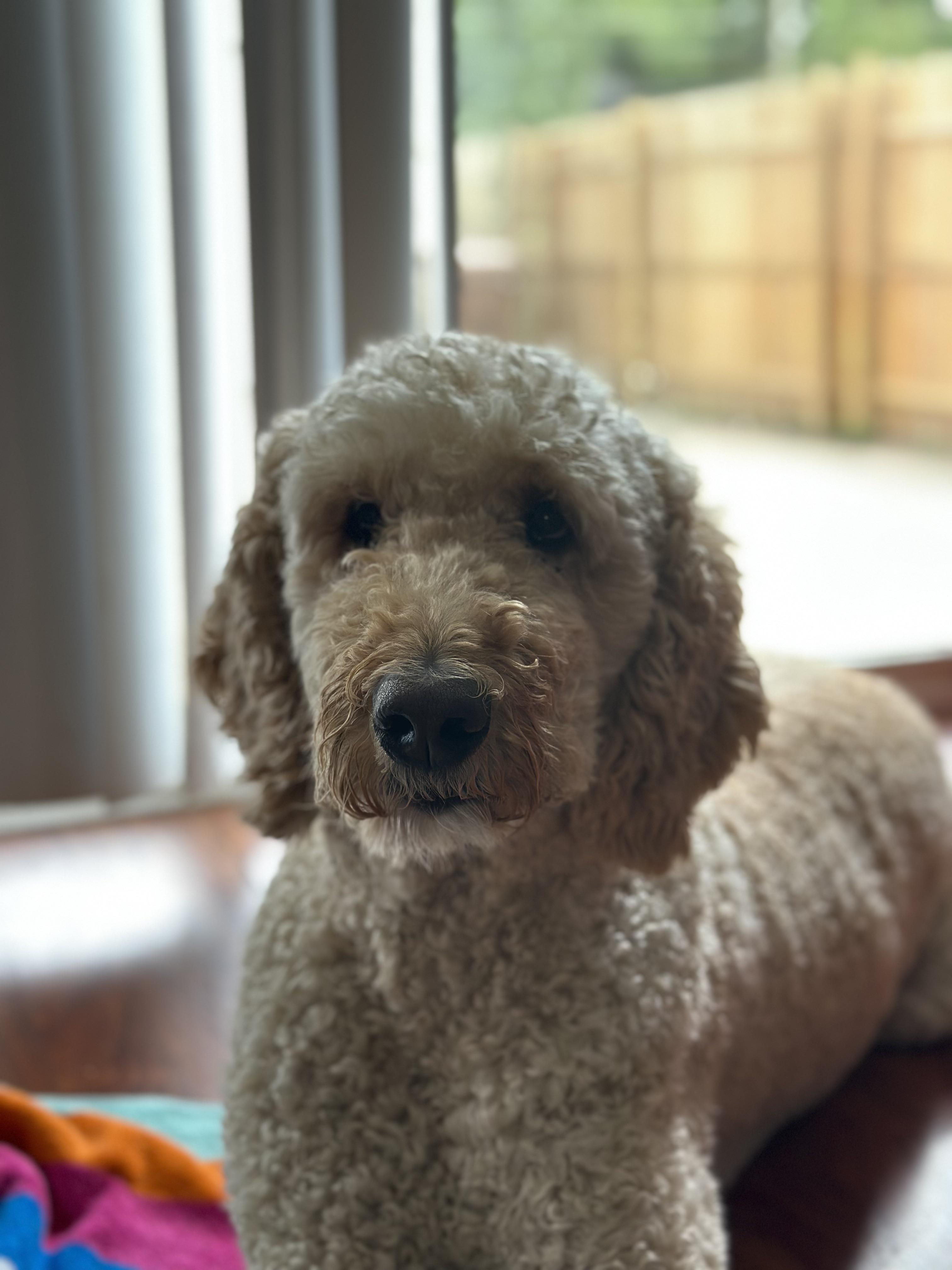 The Awaiting Boop | Scrolller