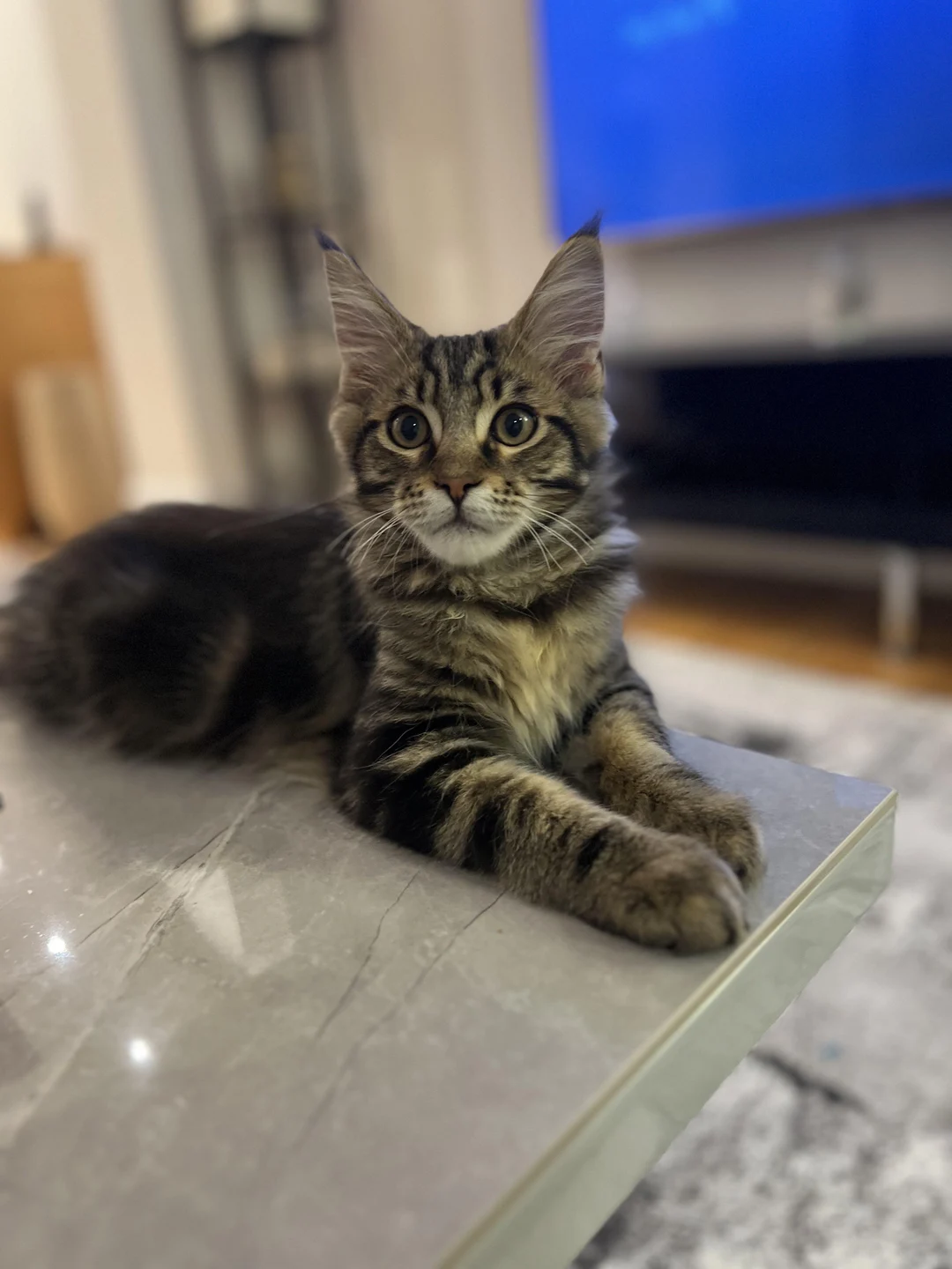 4 Month Old Simba | Scrolller