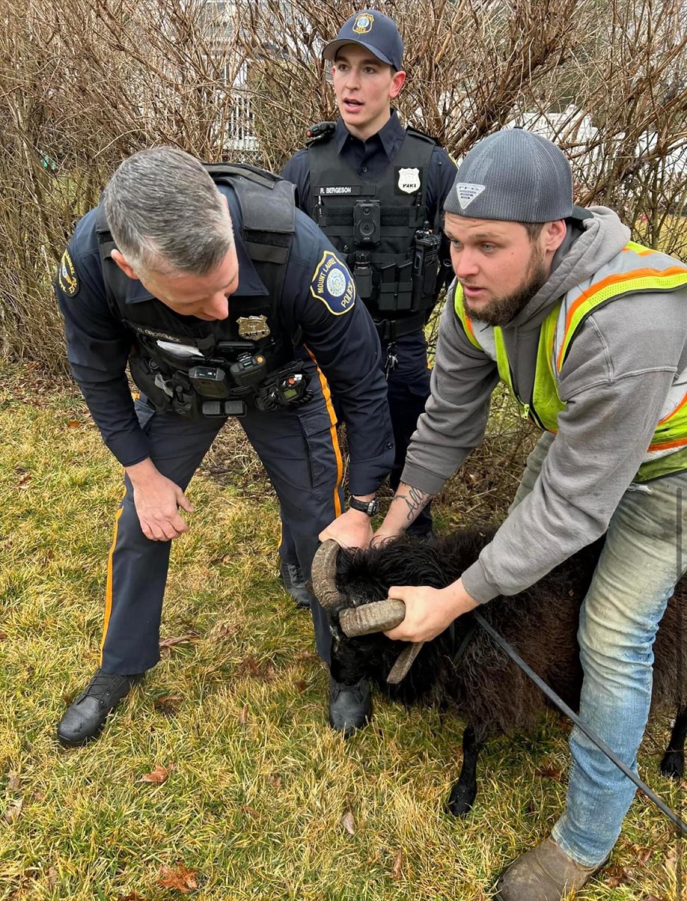 Police catch Ram that had been running wild in New Jersey. | Scrolller