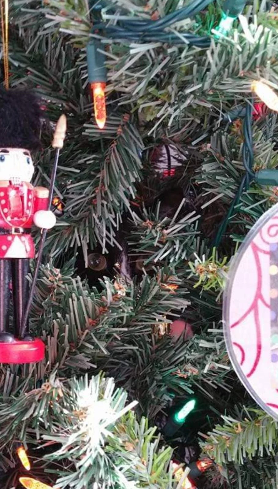 It's almost time for tree cats | Scrolller