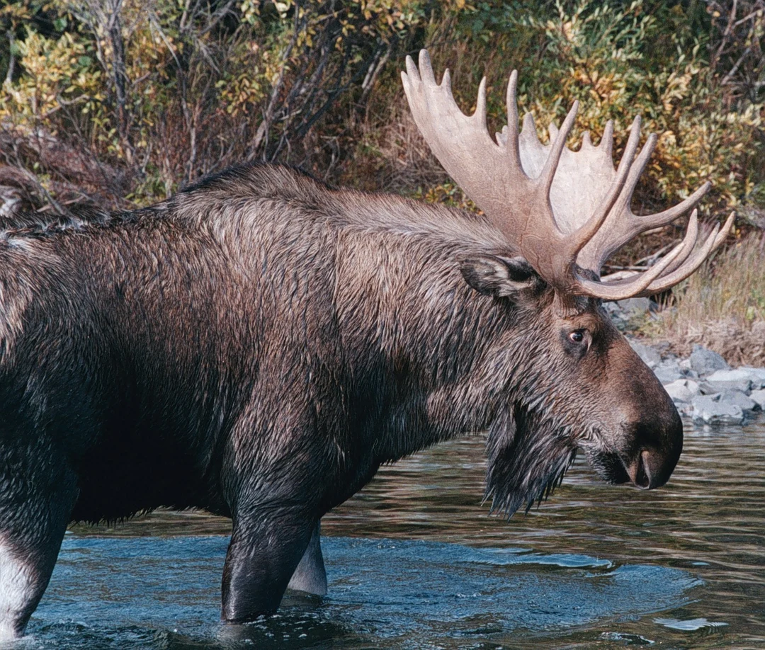 Discover more like Cute: big bull moose and Related Content | Scrolller