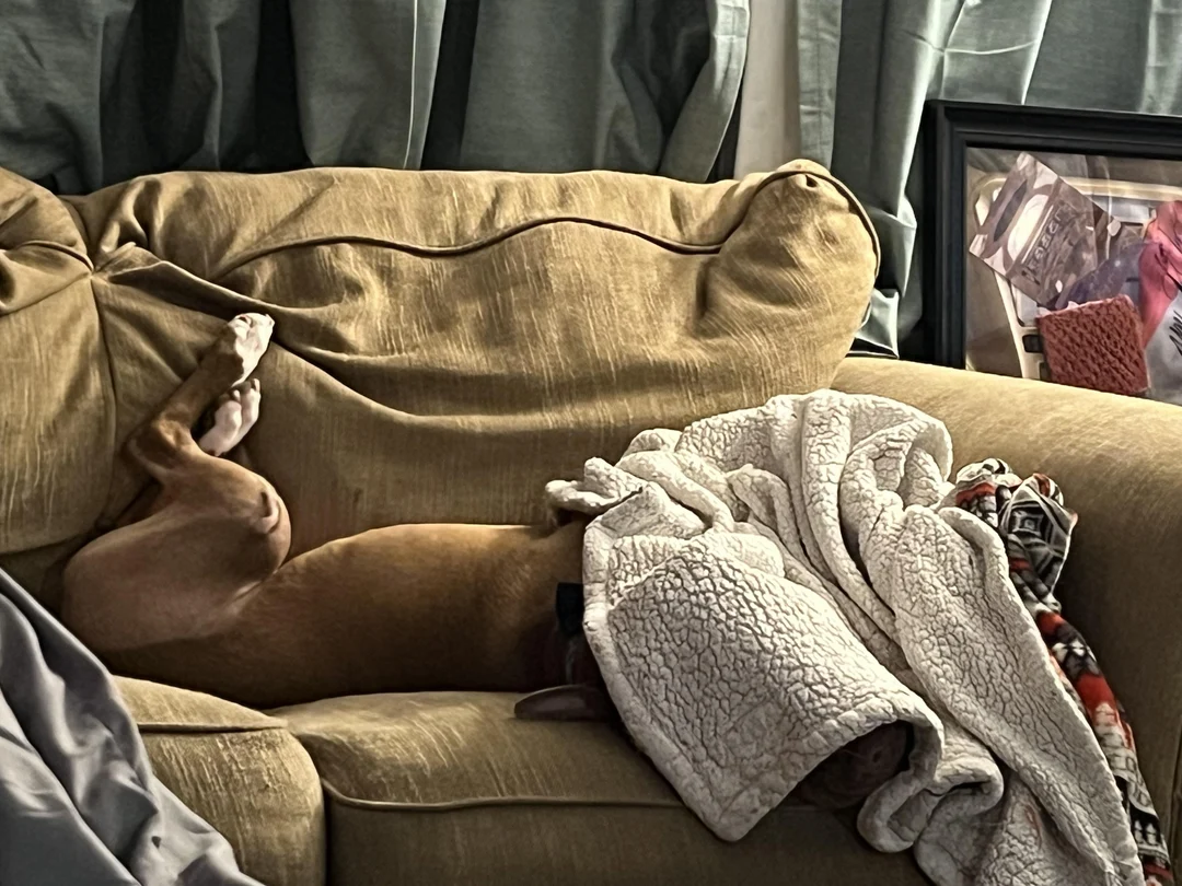 Stuck under the blanket | Scrolller