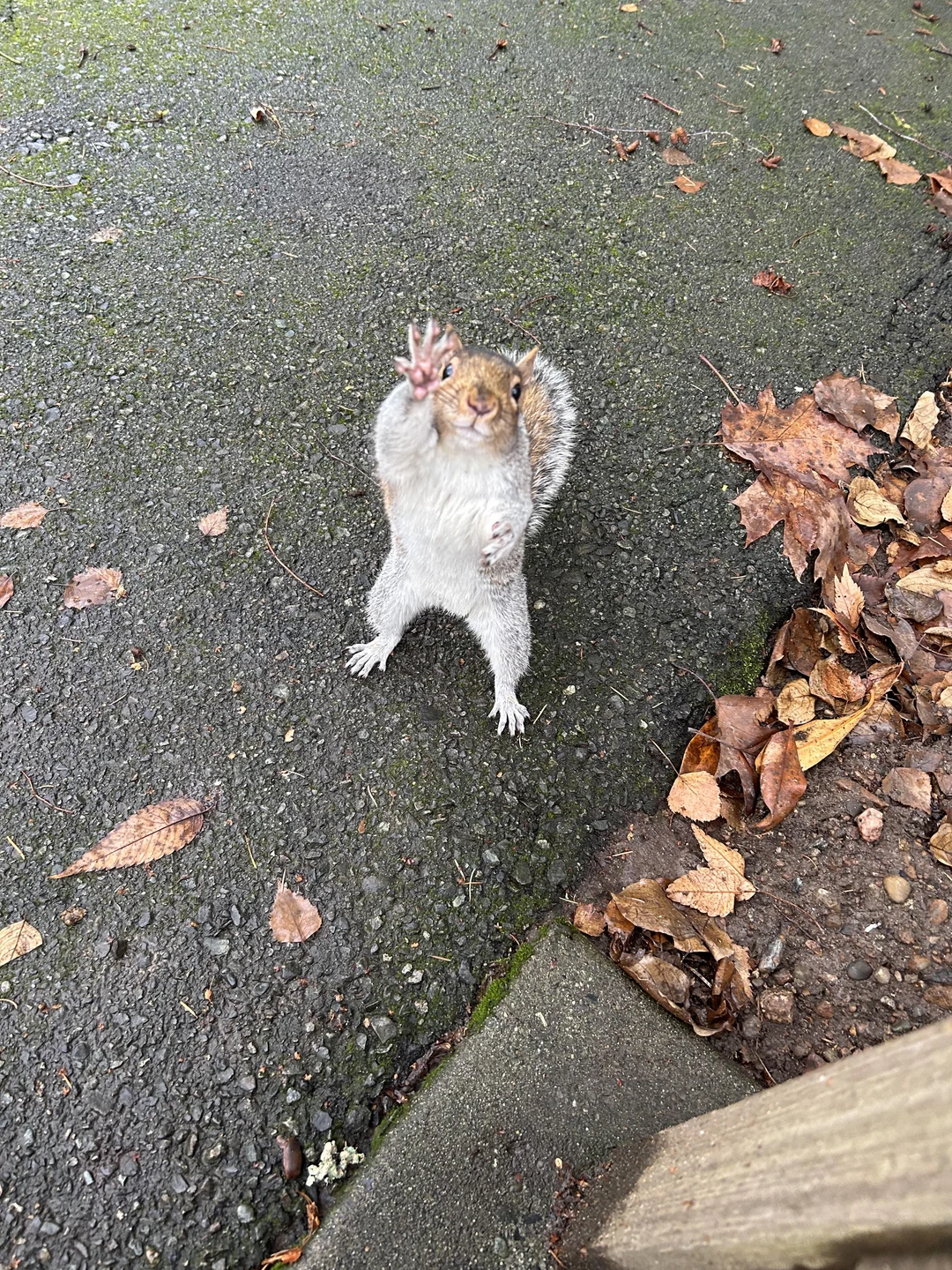 UW campus squirrel | Scrolller