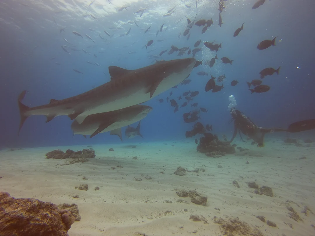 Tiger sharks in Fuvahmulah (Maldives) | Scrolller