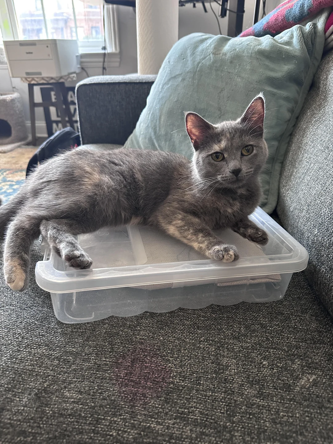 Cross stitch project cat trap is a success | Scrolller