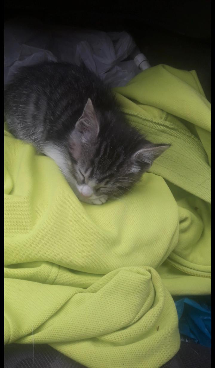 here is my fuzz ball | Scrolller