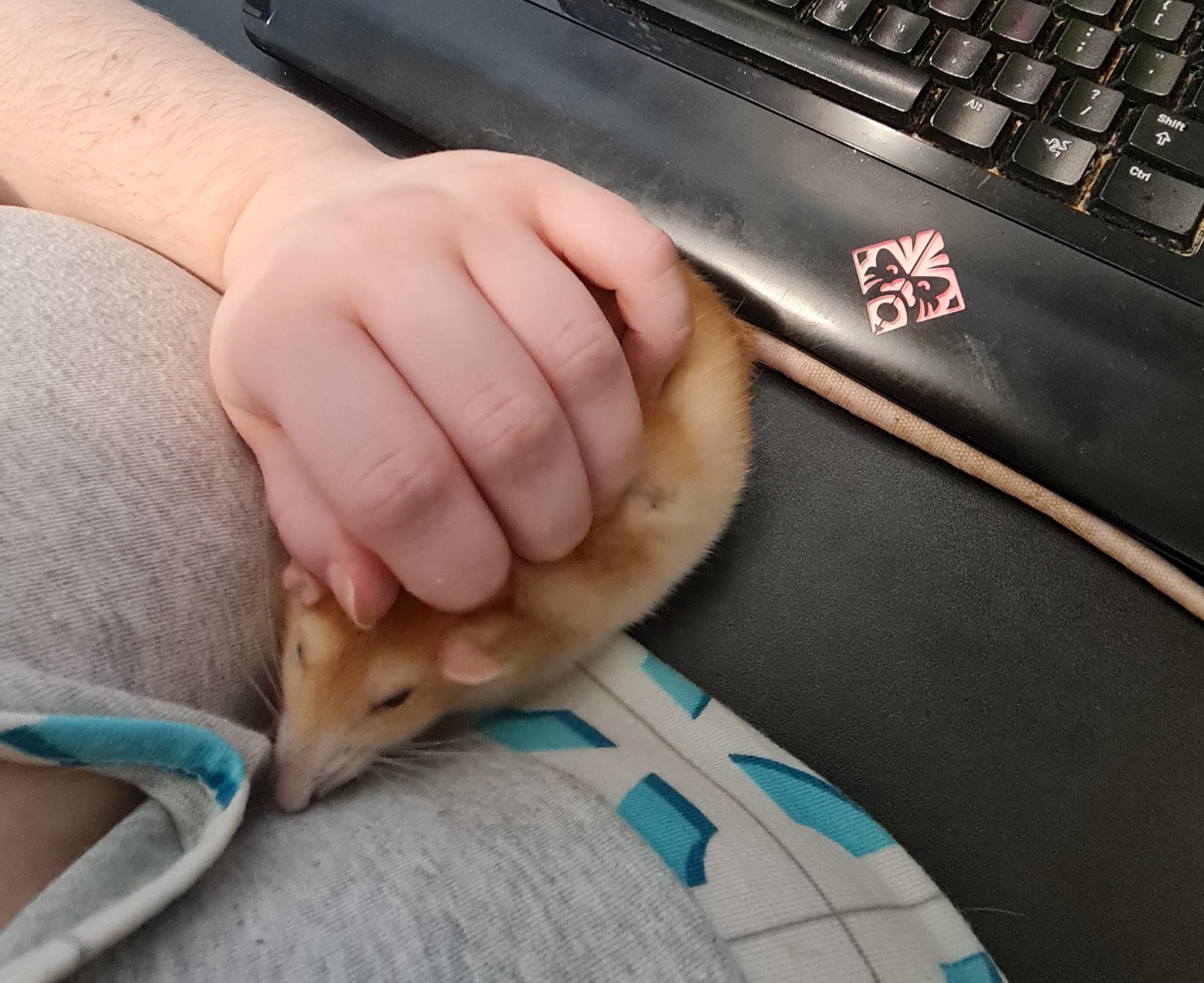 guys help my computer mouse isn't working what do I do? | Scrolller