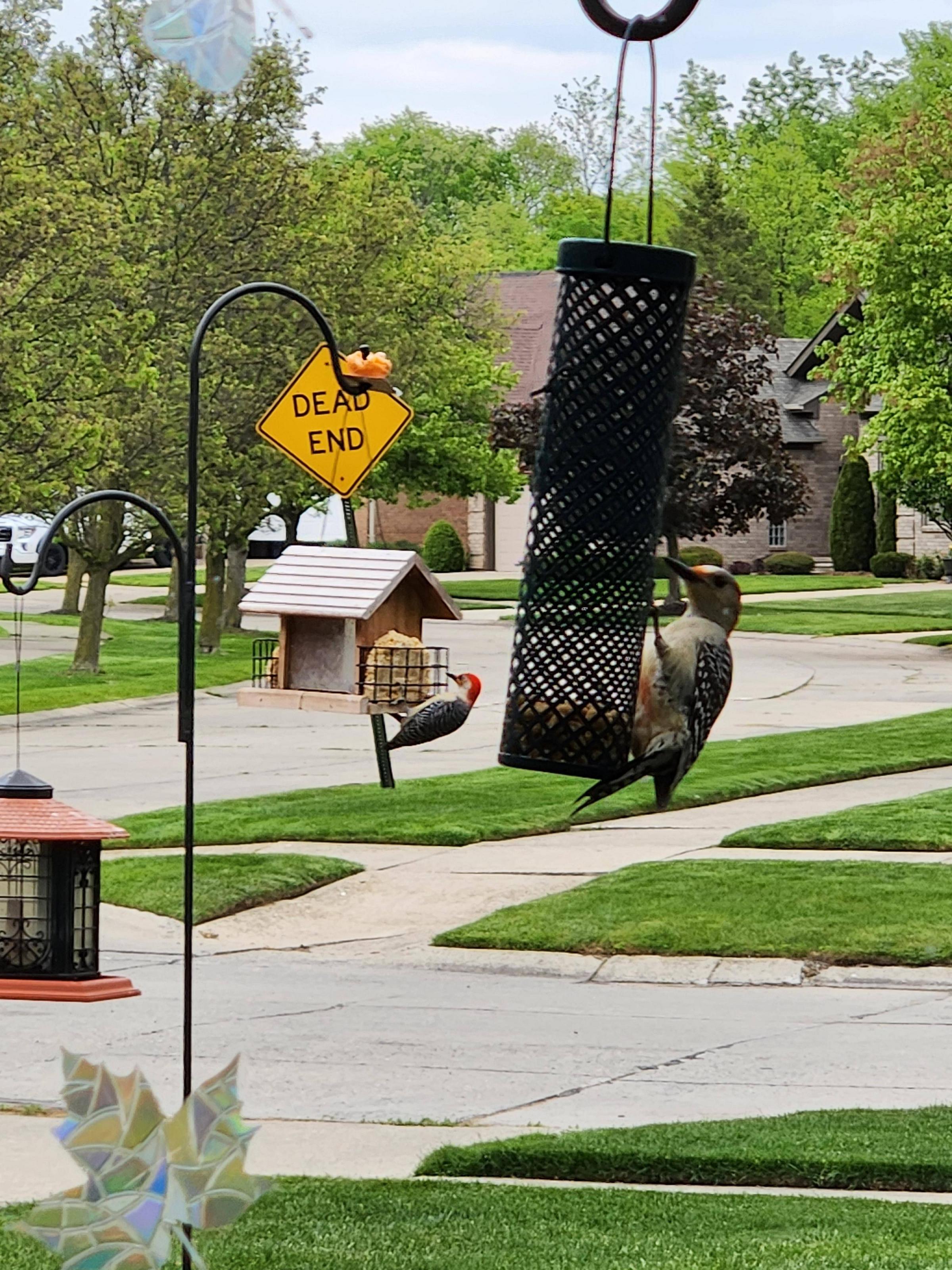 Lovely Red-Bellied Couple - Northern Detroit Suburbs | Scrolller