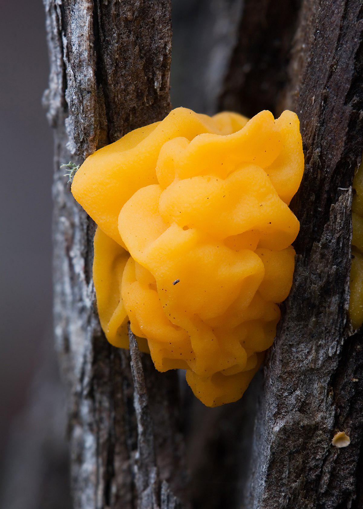 Witches' butter | Scrolller