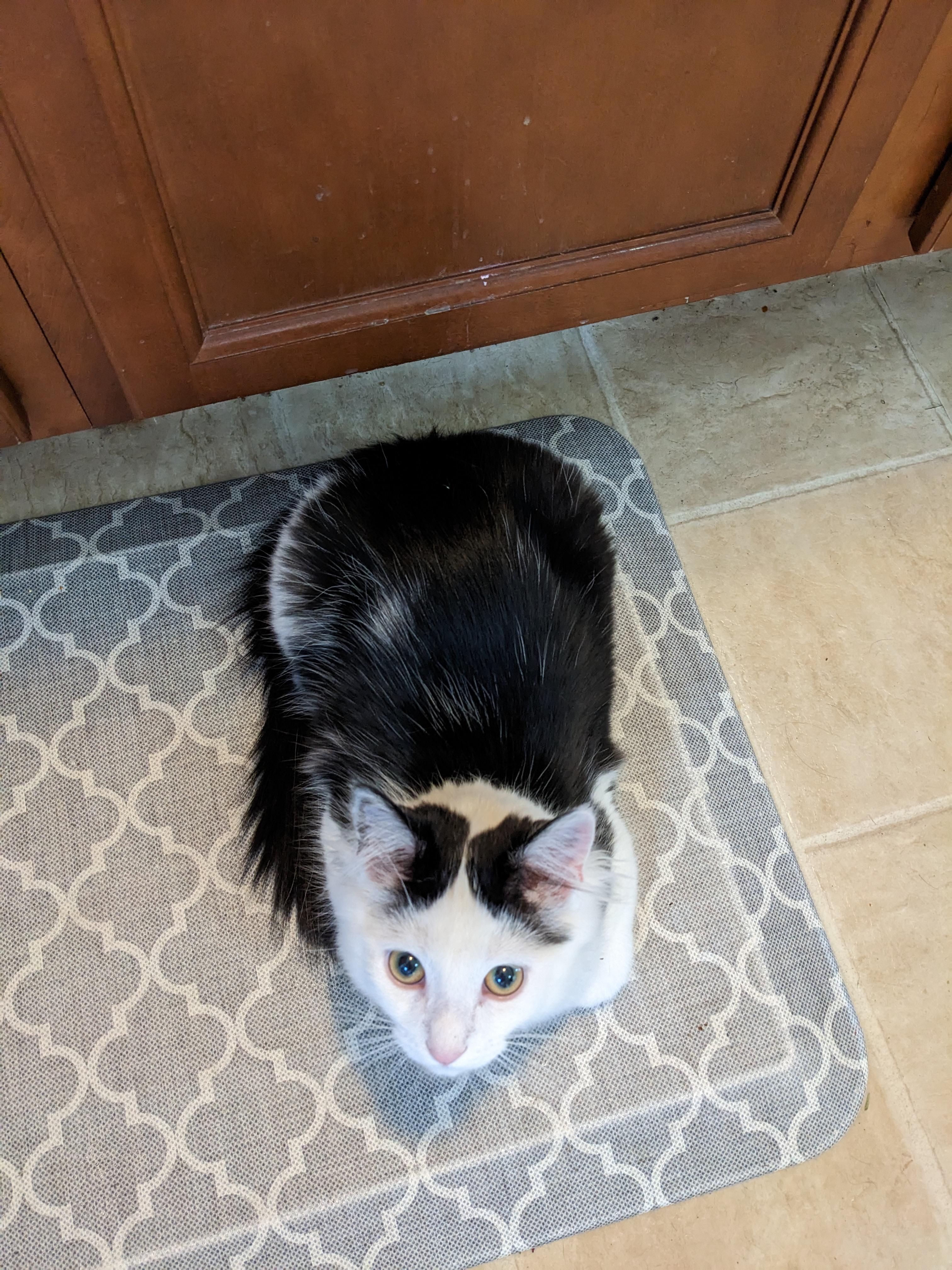 Kitchen floor loaf | Scrolller