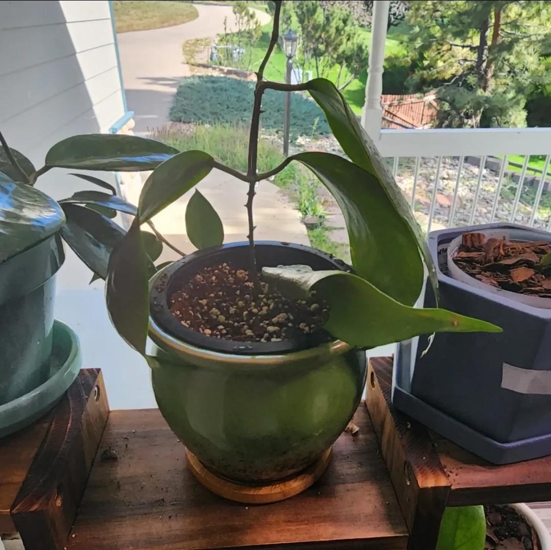 Last No ID hoya | Scrolller