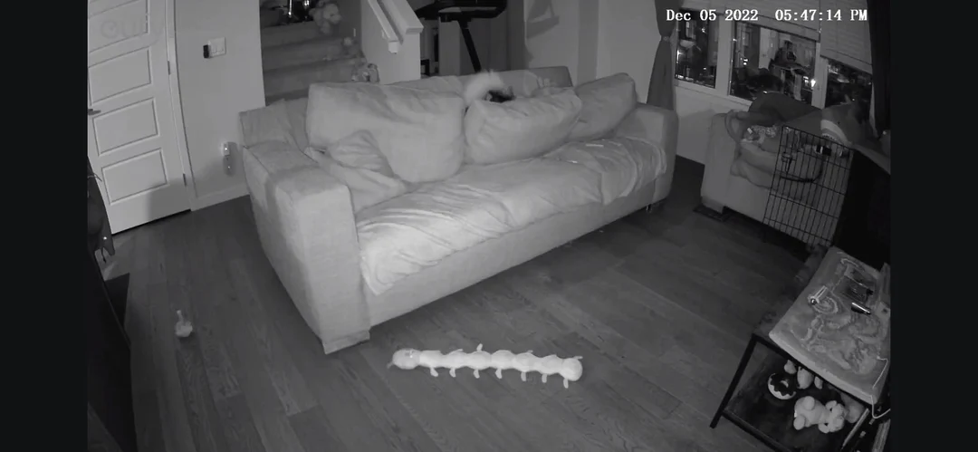 He loves "hide n seek"... he's great at "seek", but sucks at "hide". | Scrolller