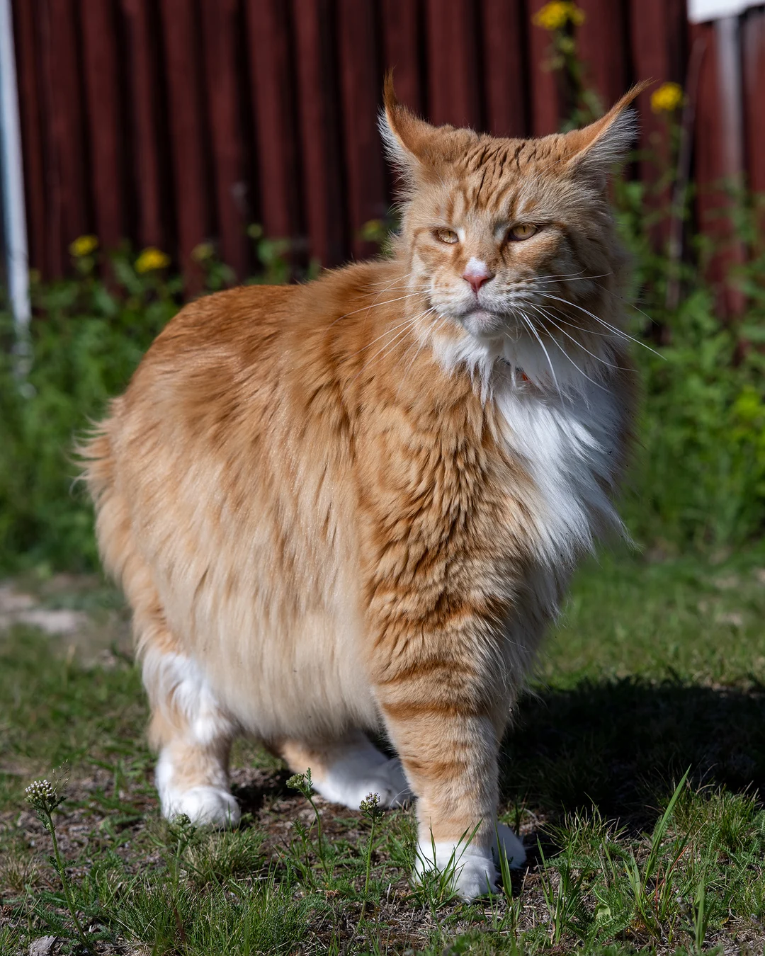 Discover more like Floof: Tarzan 🧡😼 and Related Content | Scrolller