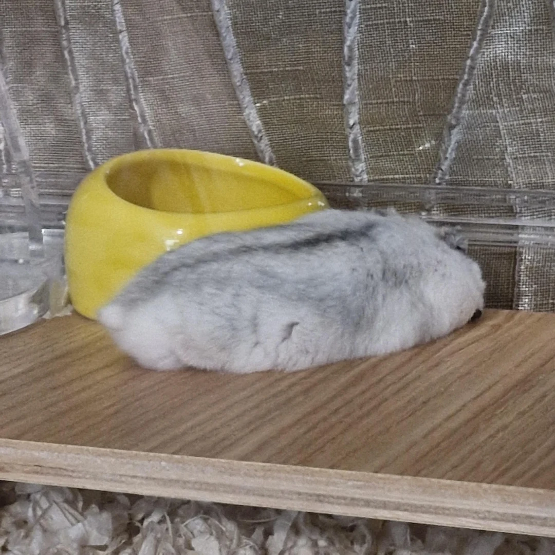 Help my hamster melted into a puddle, what do I do | Scrolller