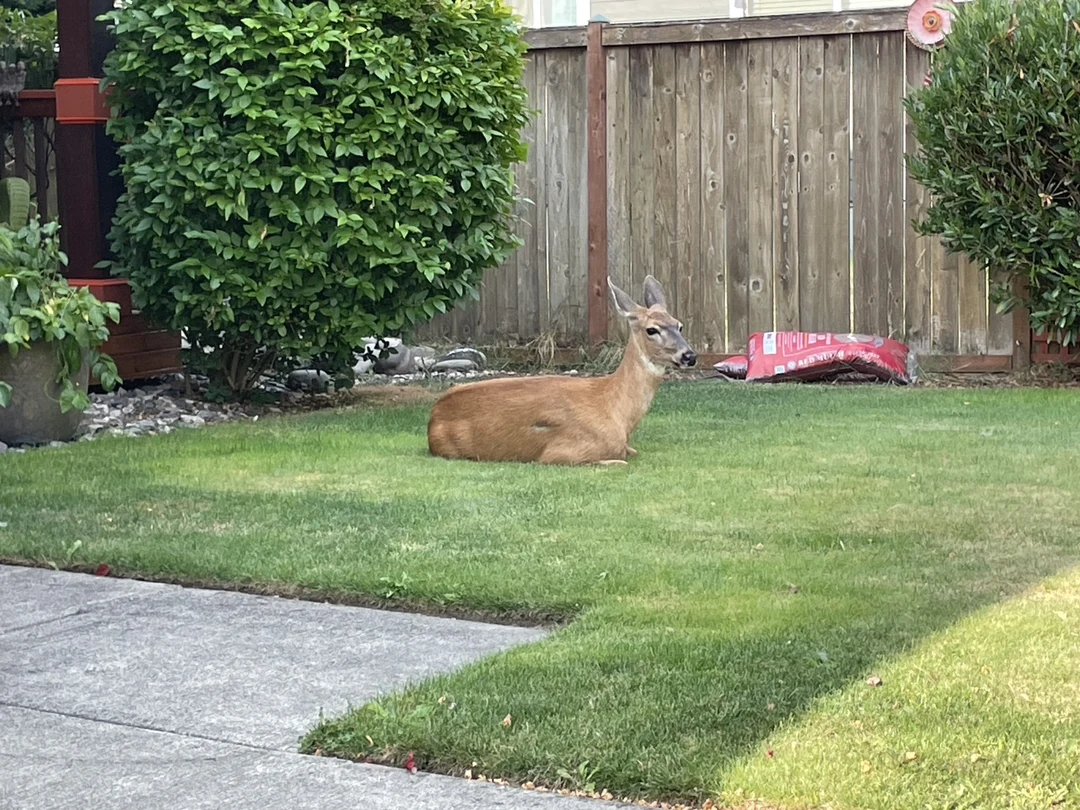 Just lounging on my front yard | Scrolller
