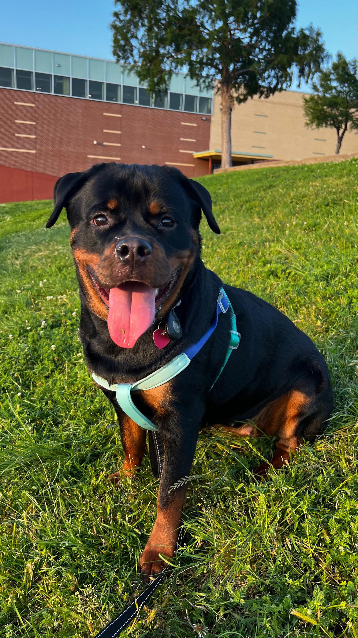 Here’s Bubba. My first big doggo | Scrolller