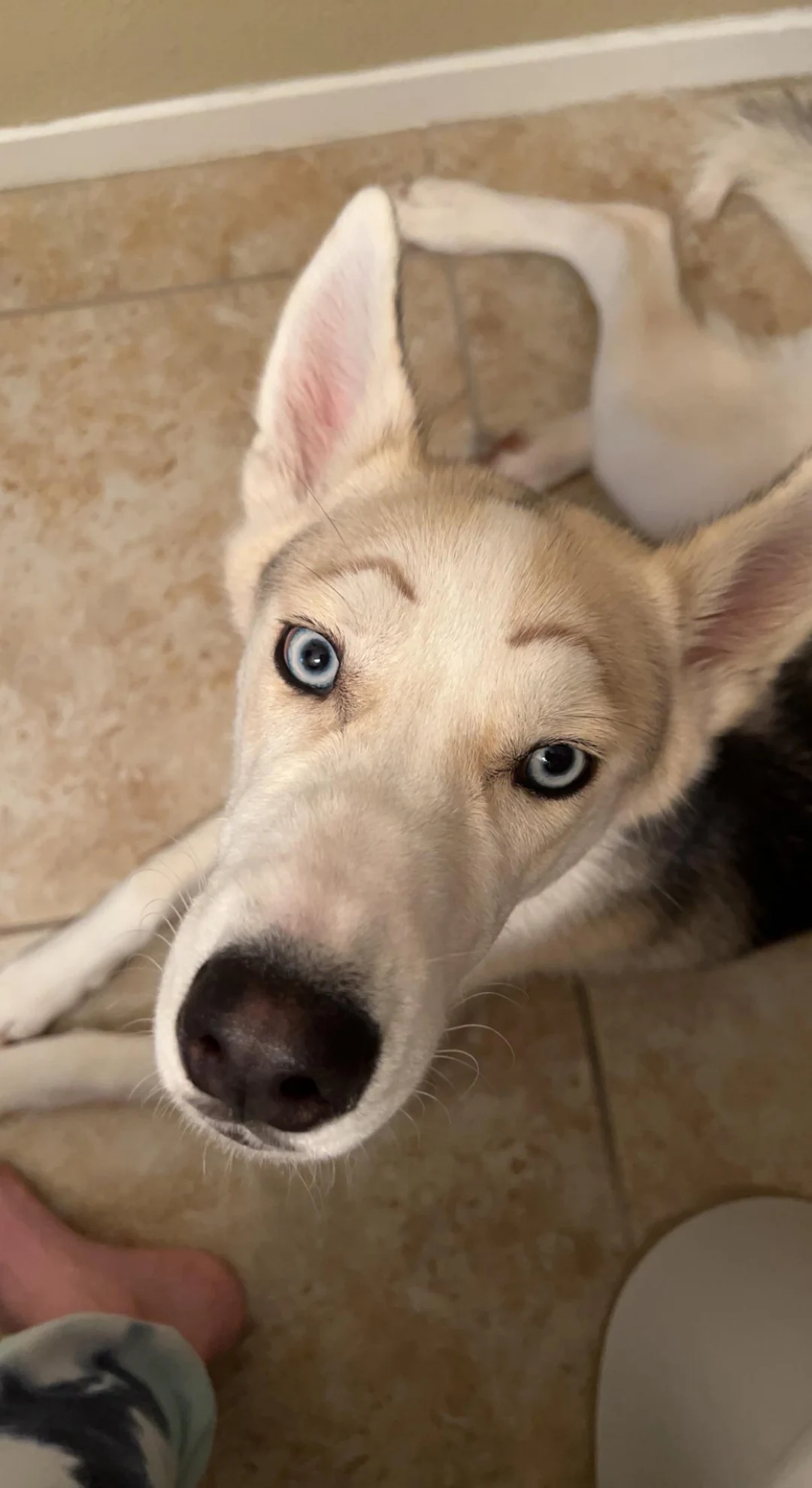 Eyebrows today! | Scrolller