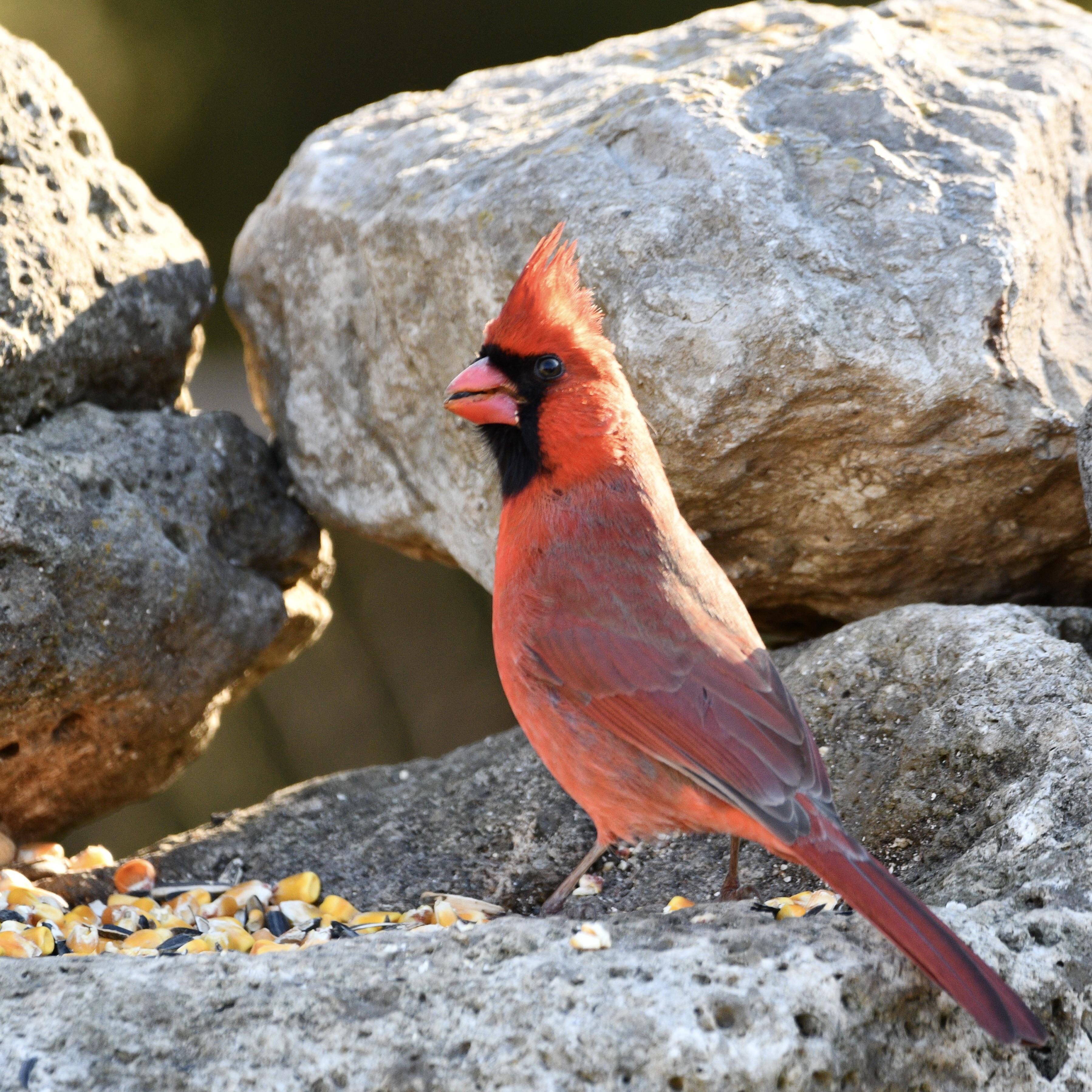 Male Northern Cardinal | Scrolller