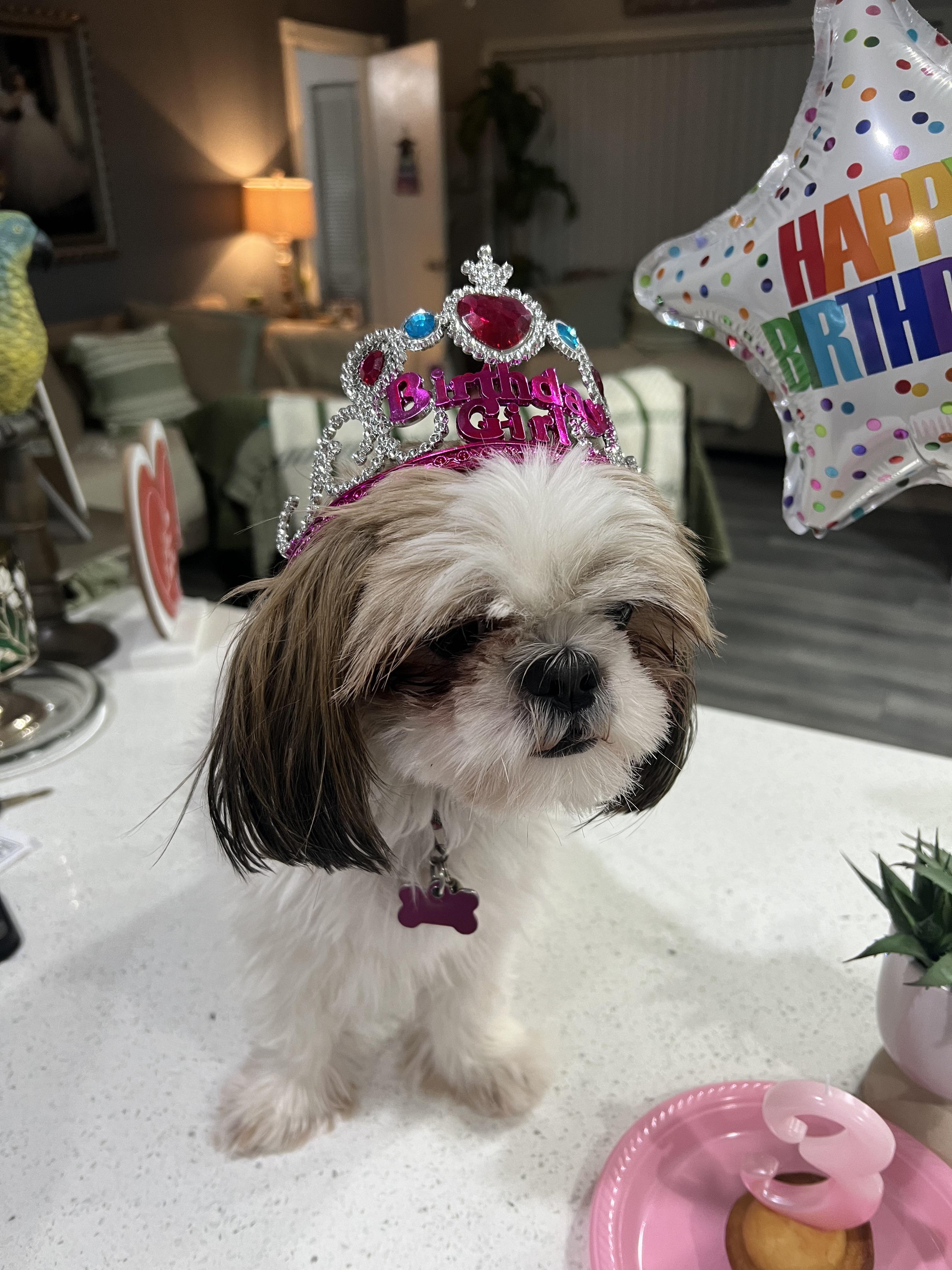 Happy Birthday to the love of my life, Bella! | Scrolller