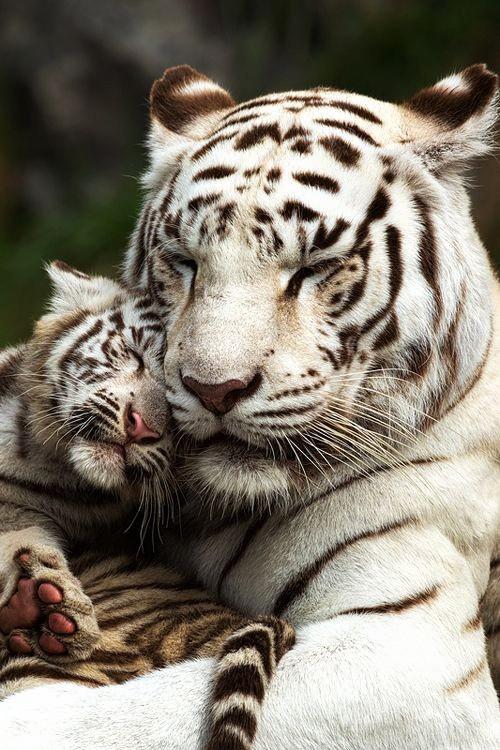 Mother And Cub White Tigers 🐅 | Scrolller