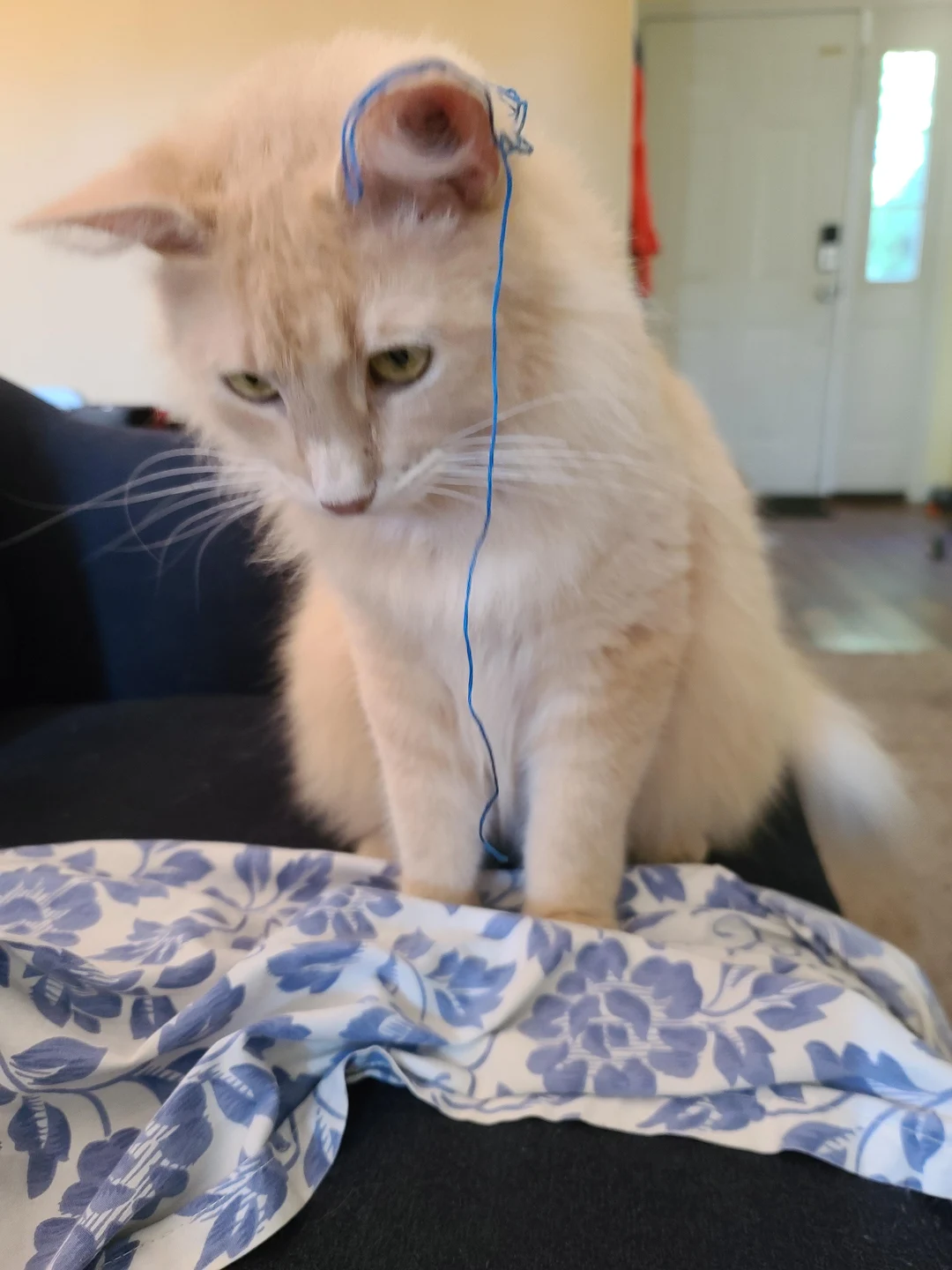 Andy can't find his string. | Scrolller