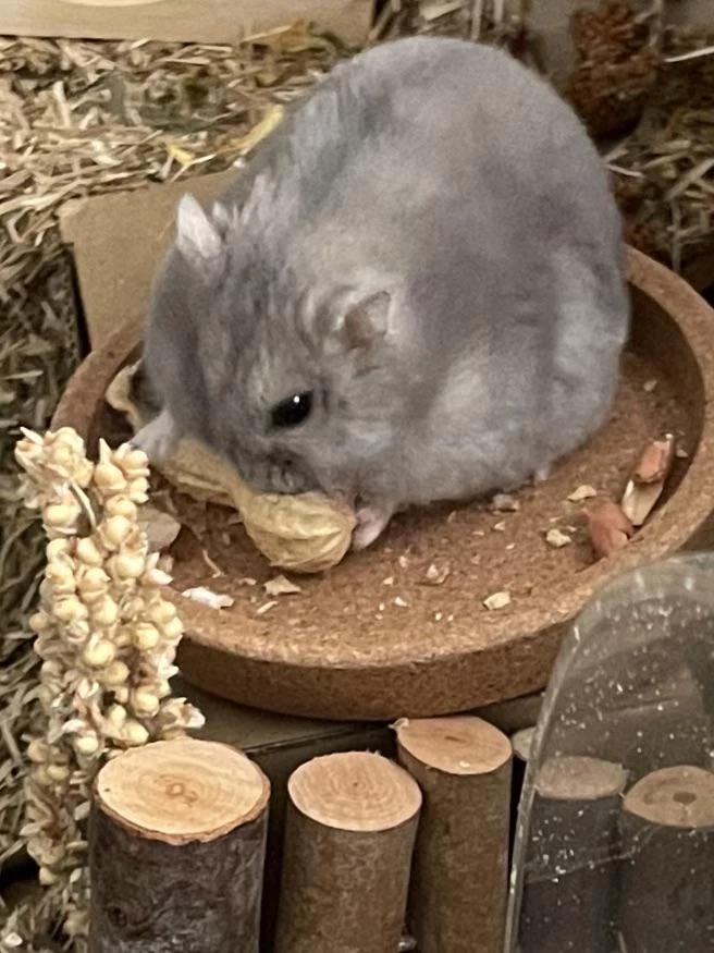 SO CHONK | Scrolller