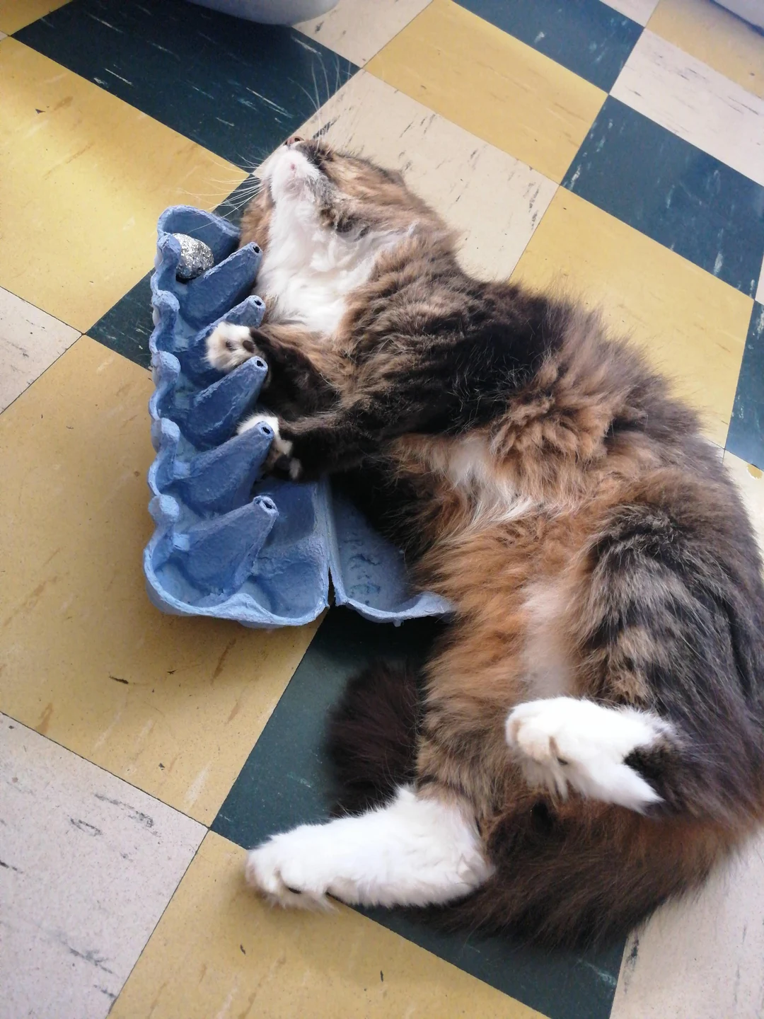 Discover more like Cute: Does anybody else's cats absolutely love egg boxes? and Related Content ...