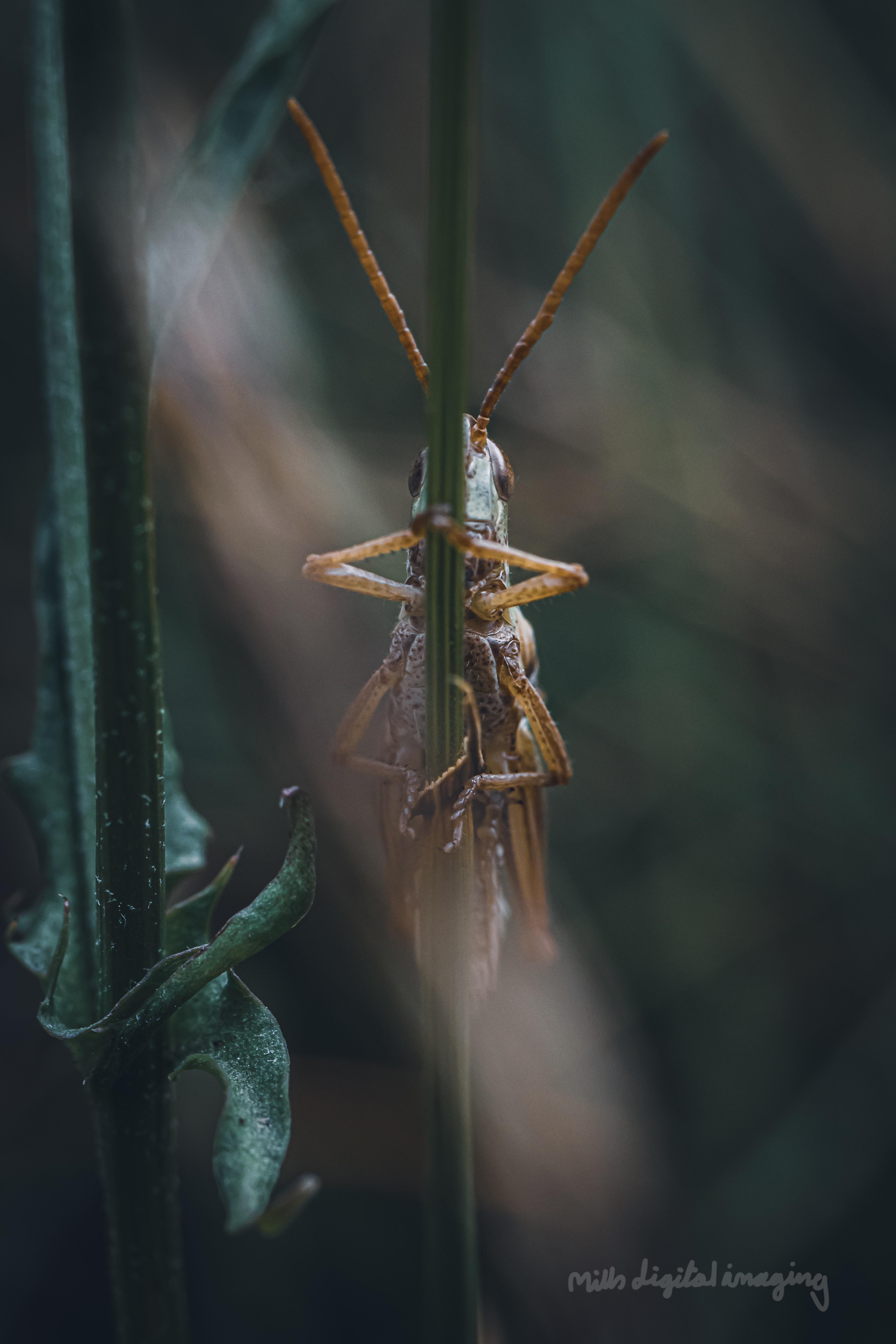 Dreamy portrait of a grasshopper | Scrolller