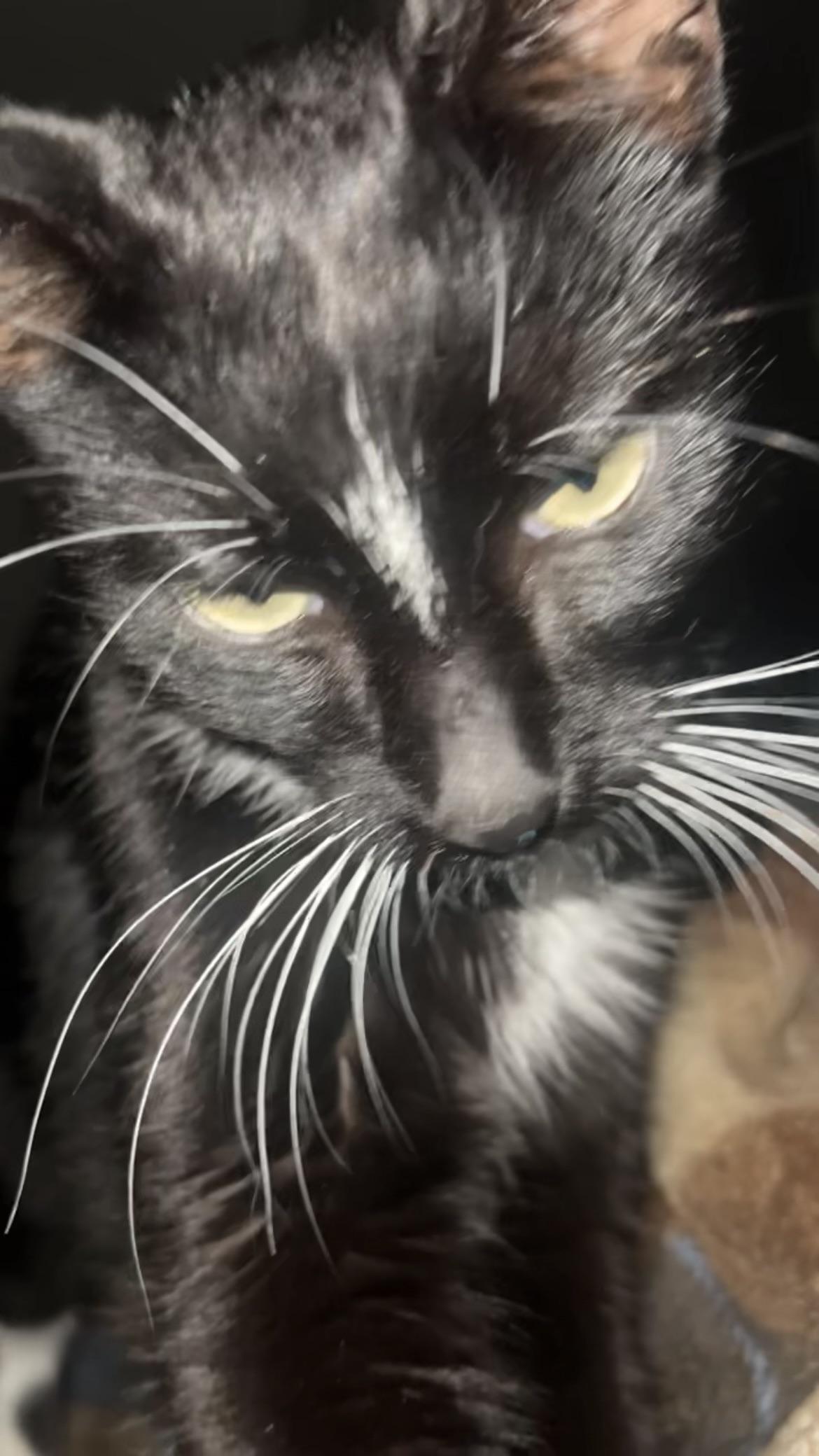 Wake up, human. It's playtime. | Scrolller