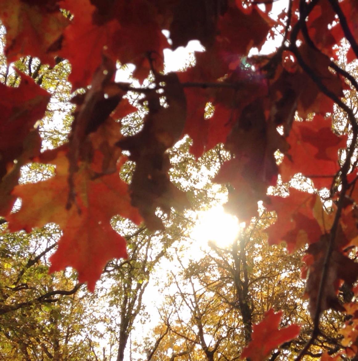 Late October. [OC] | Scrolller