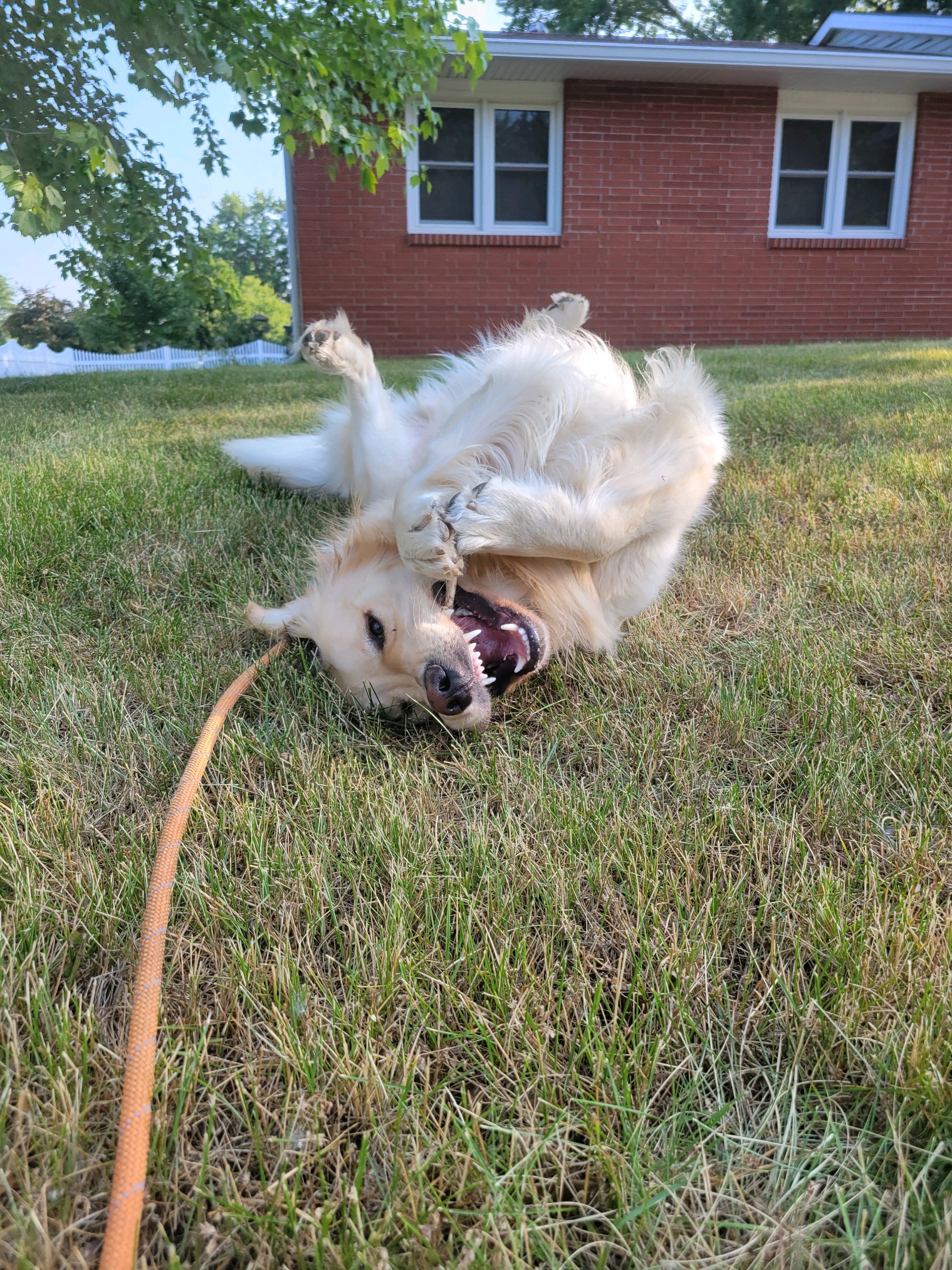 A derpy morning walk | Scrolller