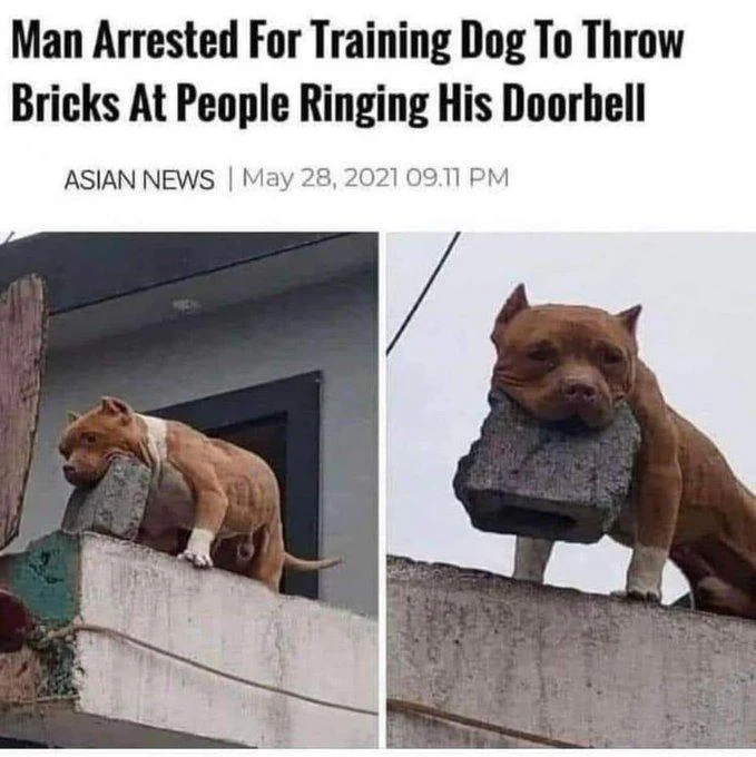 Asians are always doing something odd with dogs. | Scrolller