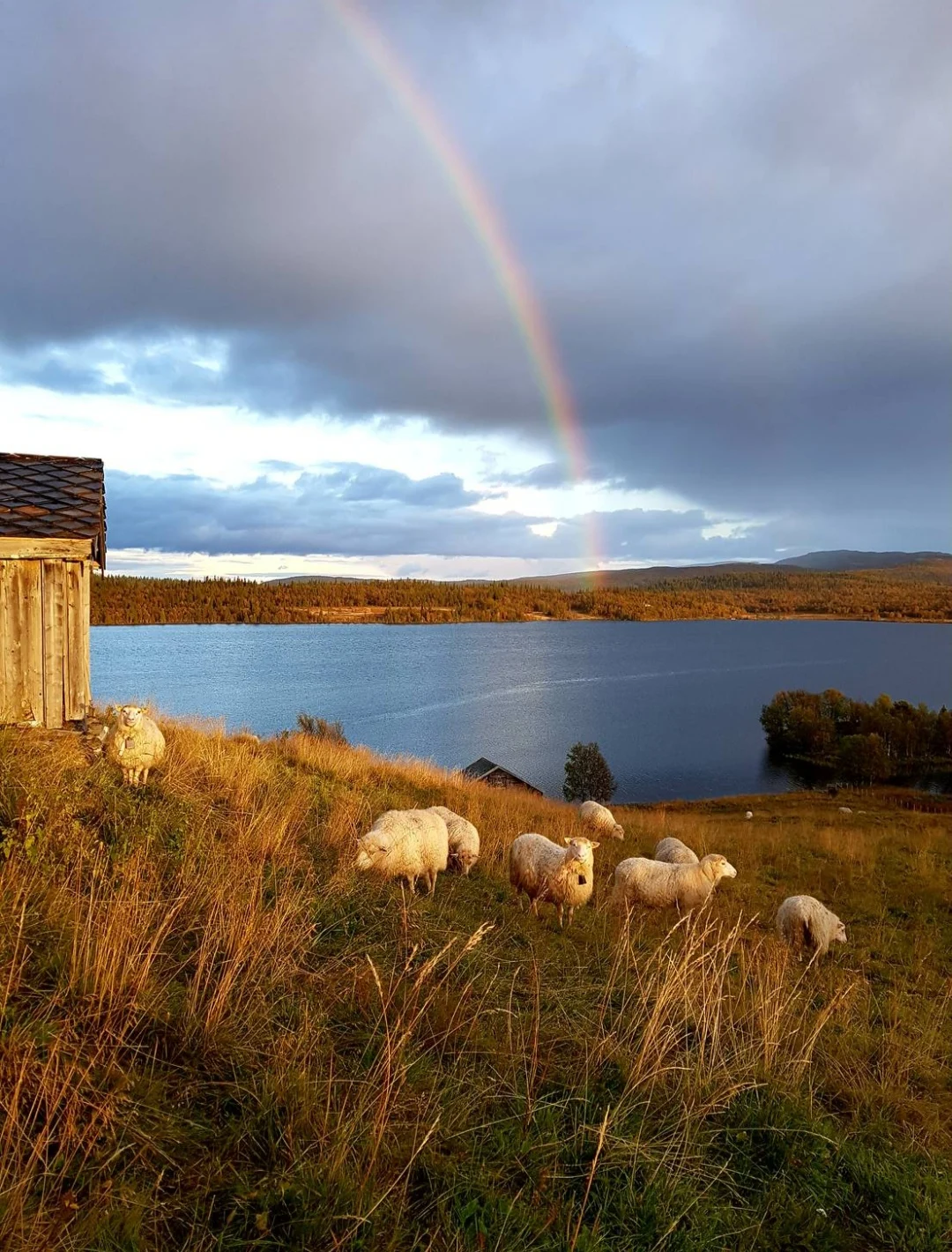 Rainbow and sheep. | Scrolller