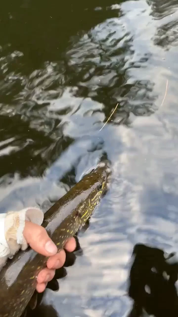 Release on a small pike | Scrolller