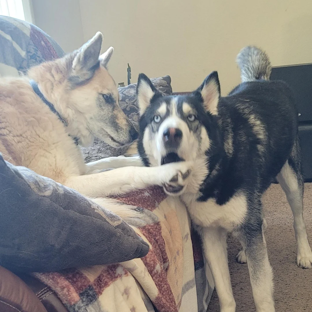 Hand kissing is romantic, amiright? | Scrolller